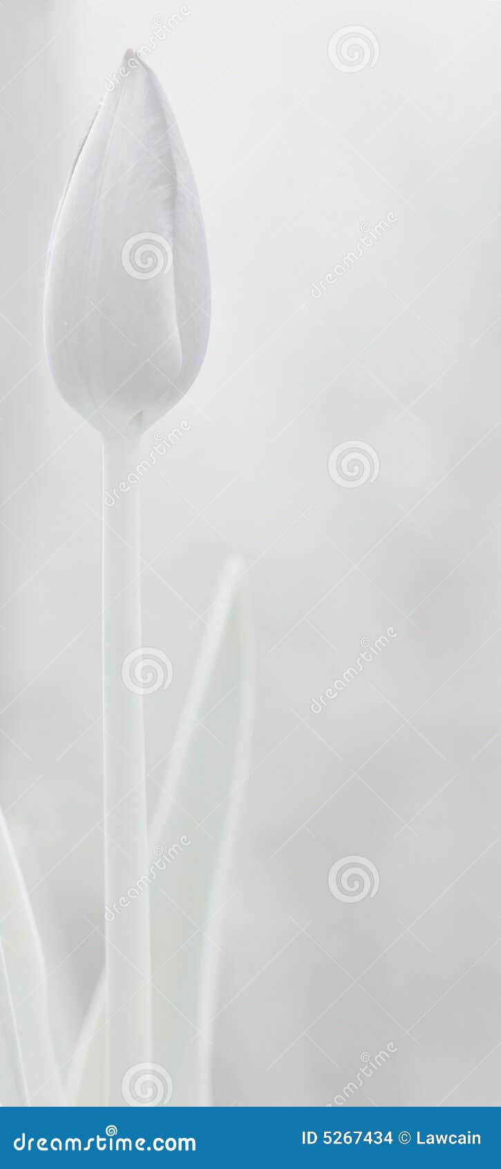 Muted Purple Tulip Background Stock Photo - Image of gray, flowers: 5267434