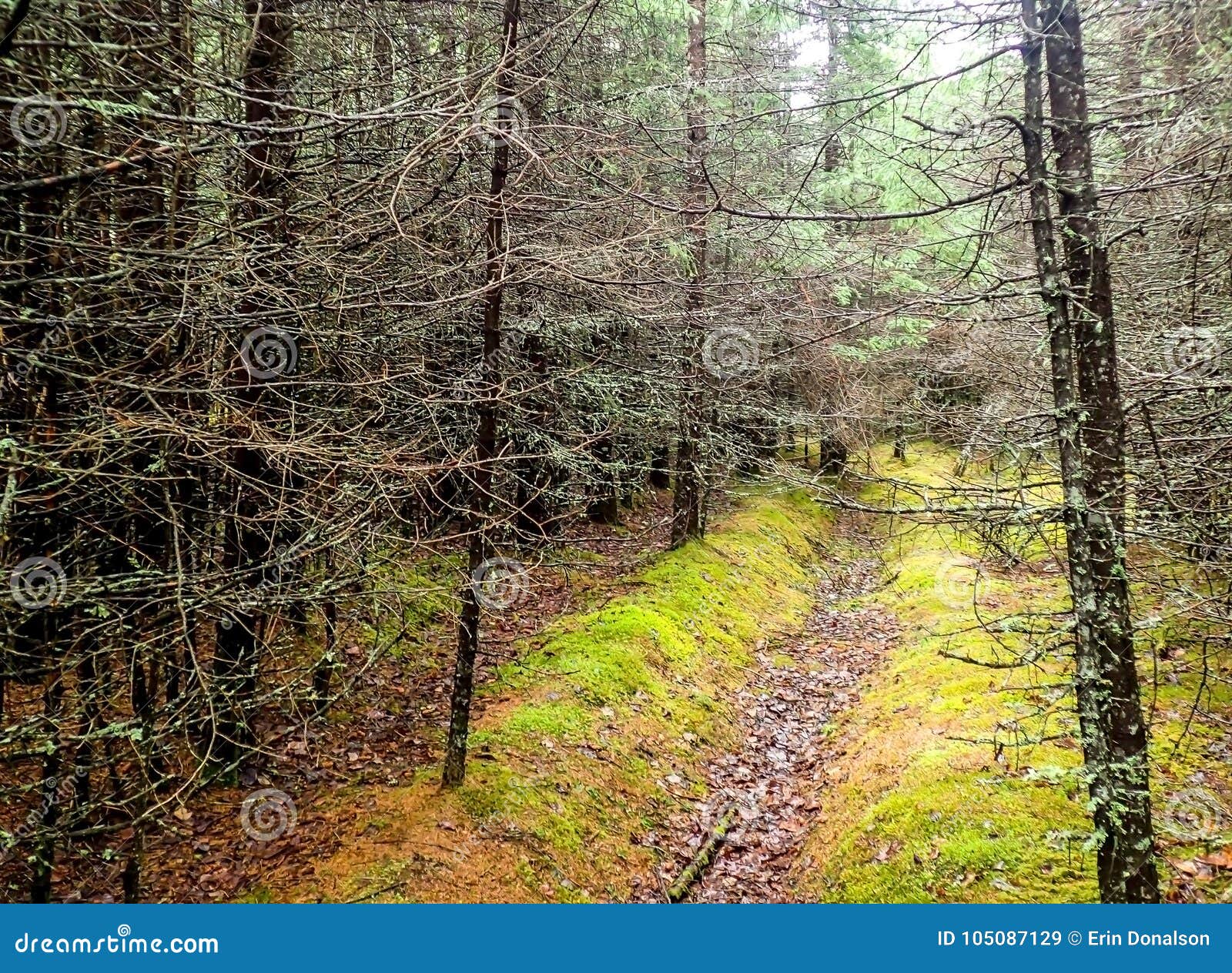 Silver and Green Bare Trees and Path into Forest Stock Image - Image of ...