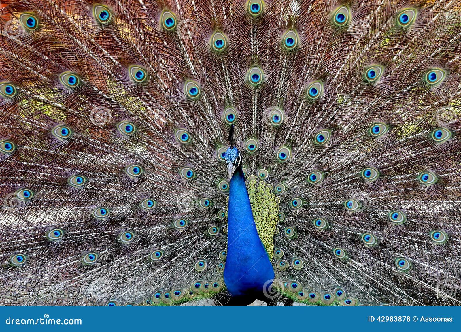 Muticus Del Pavone Del Pavone Verde Fotografia Stock - Immagine di ...