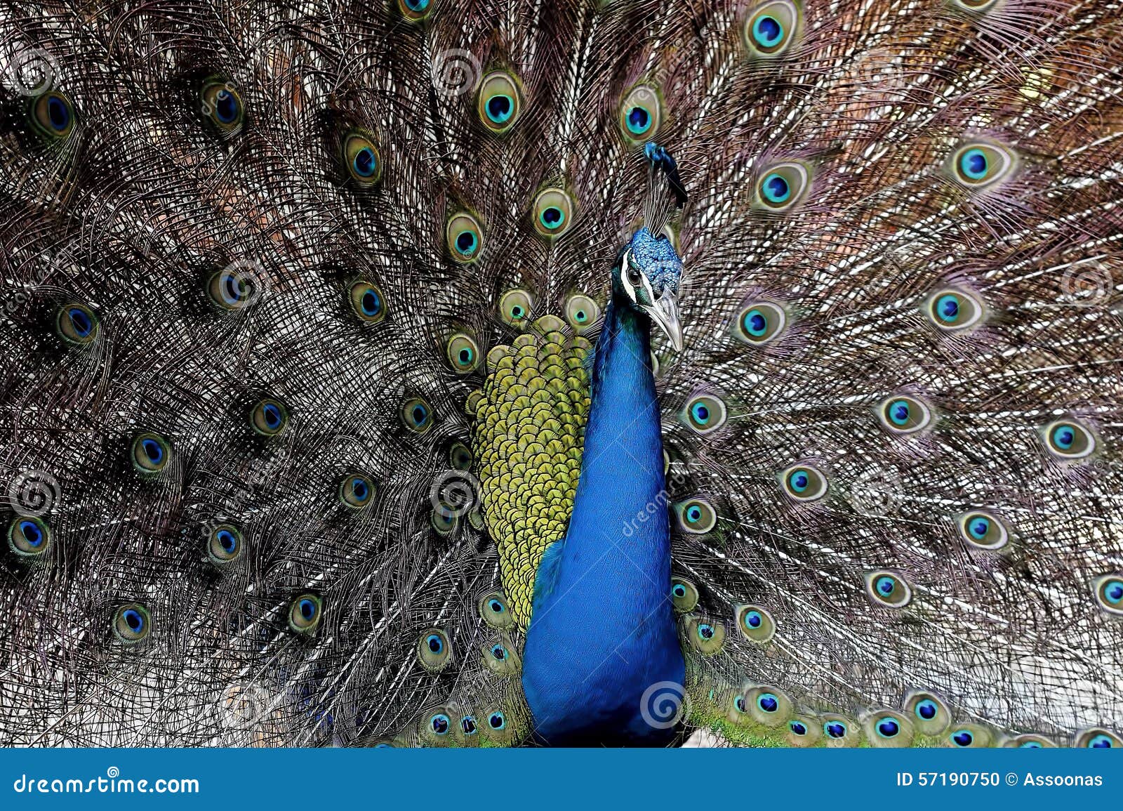 Muticus Do Pavo Do Peafowl Verde Foto de Stock - Imagem de cauda ...