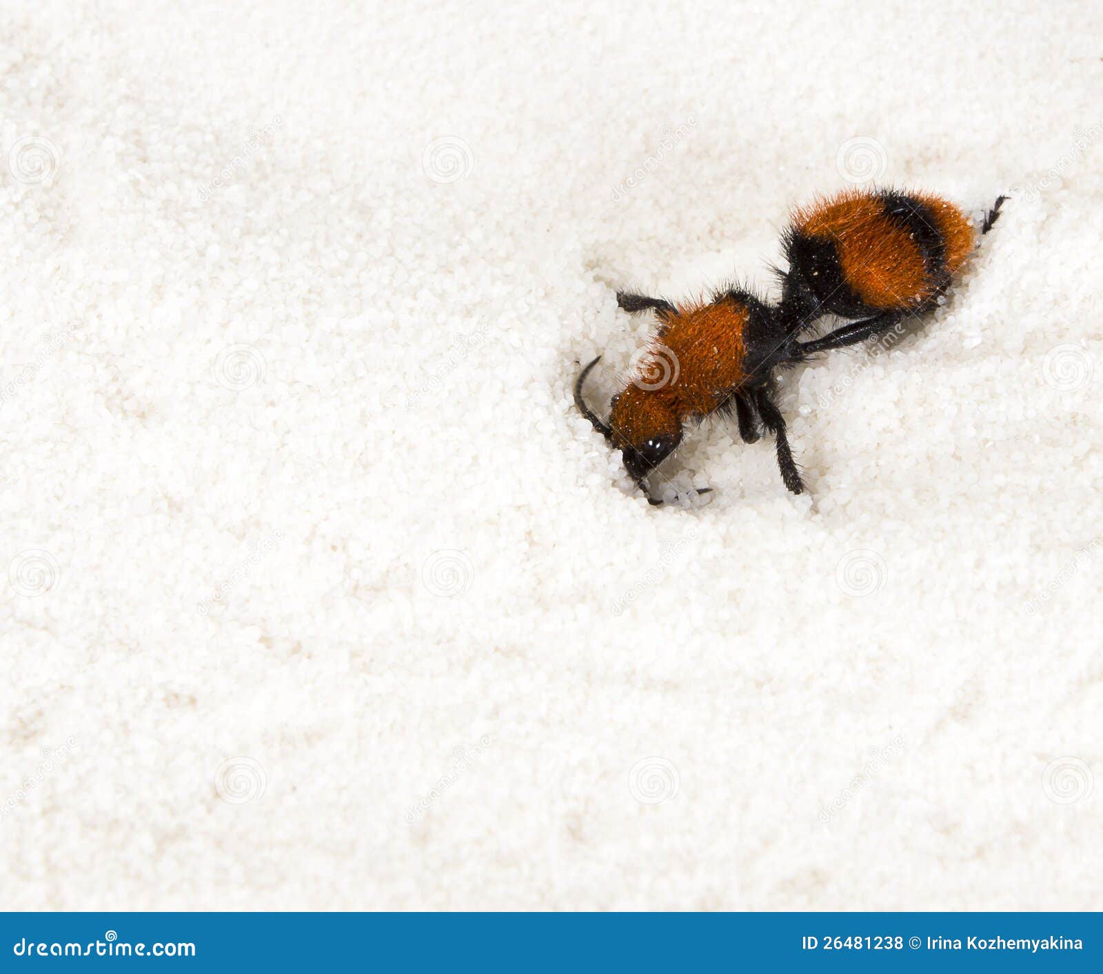 Mutillidae, velvet ant stock photo. Image of hairy, wildlife - 26481238