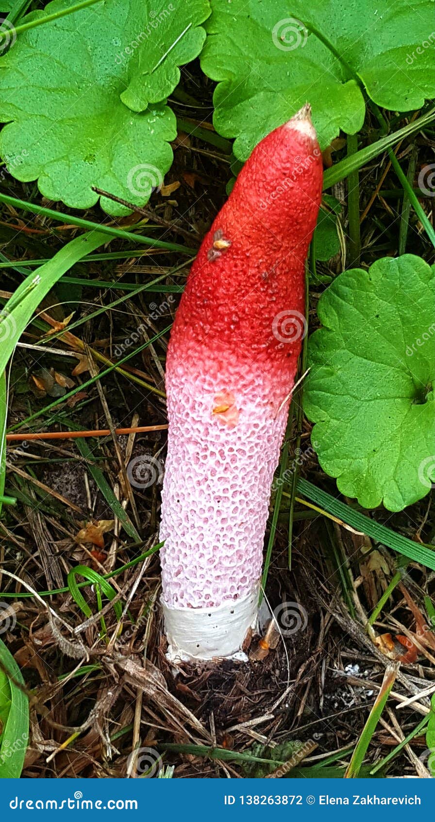 Mutinus Caninus Dog Stinkhorn Fungus Stock Photography | CartoonDealer ...