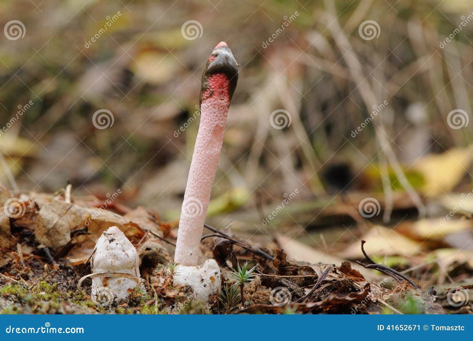 Mutinus ravenelii fungus stock image. Image of natural - 41652671