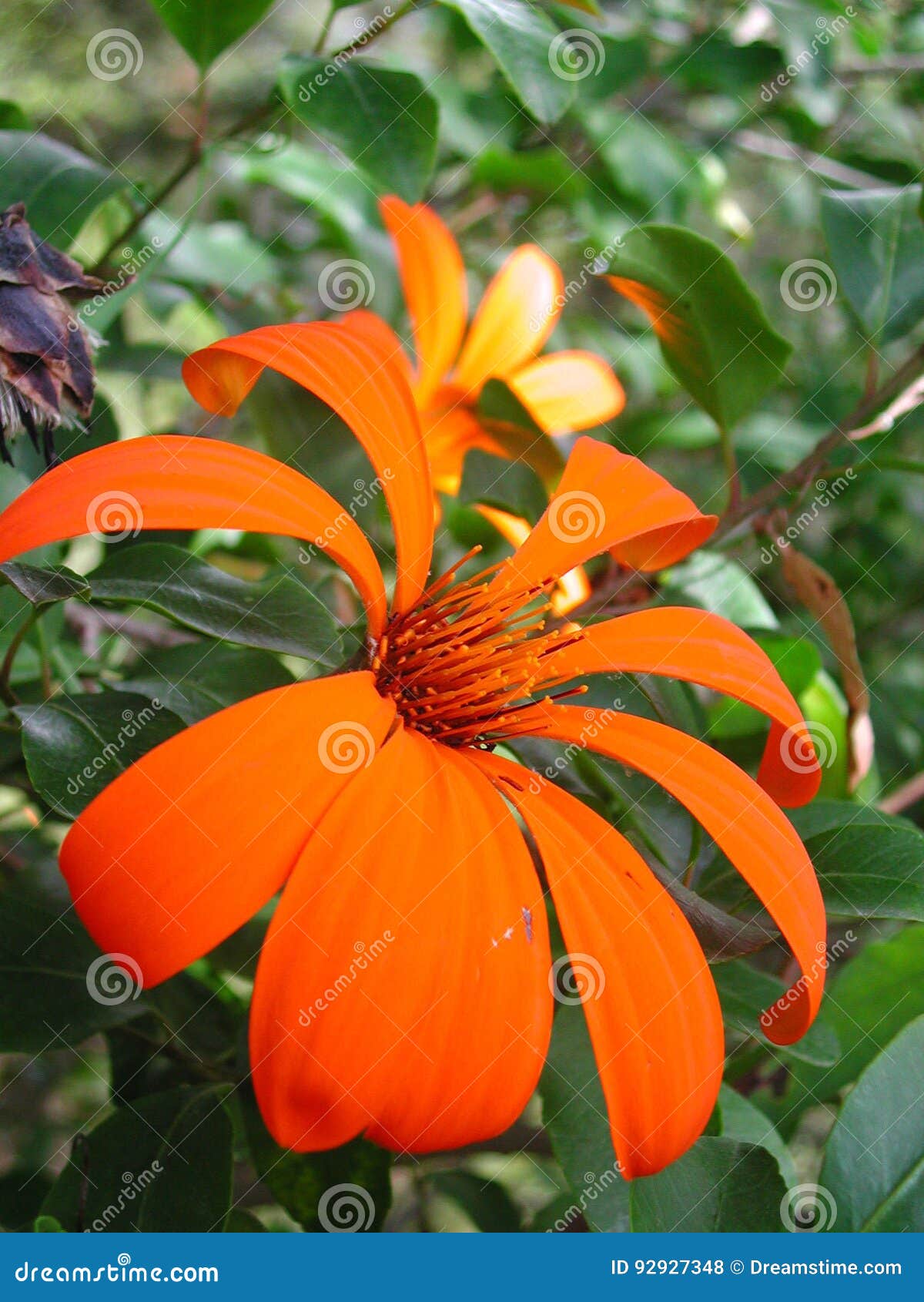 Mutisia stock photo. Image of orange, beautiful, flores - 92927348