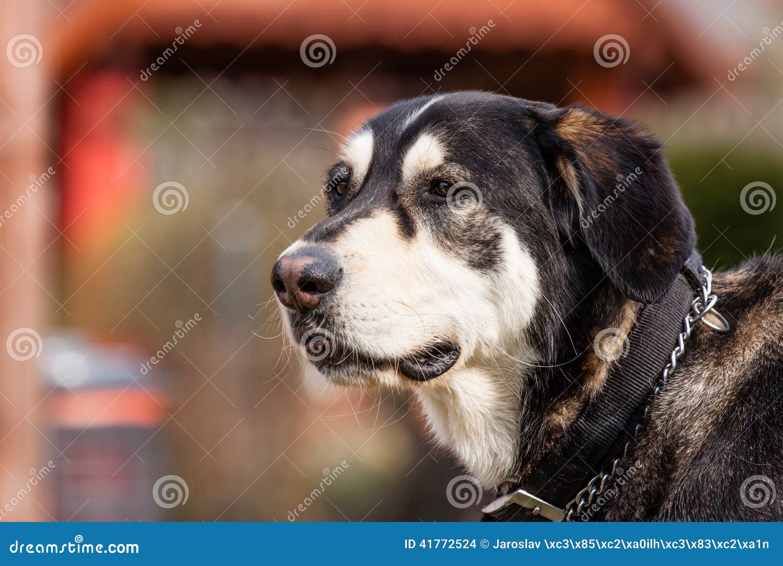 Rottweiler Malamute Mix