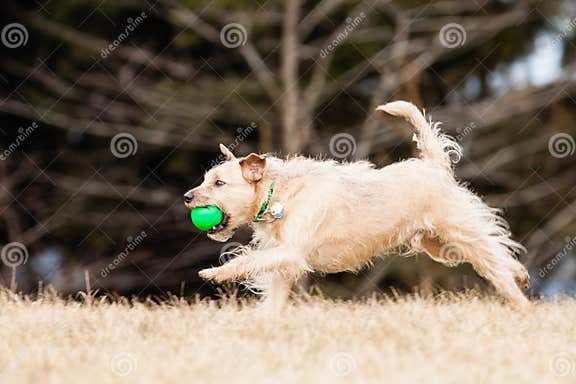 Mutt of border terrier stock image. Image of mixed, dogs - 38164823