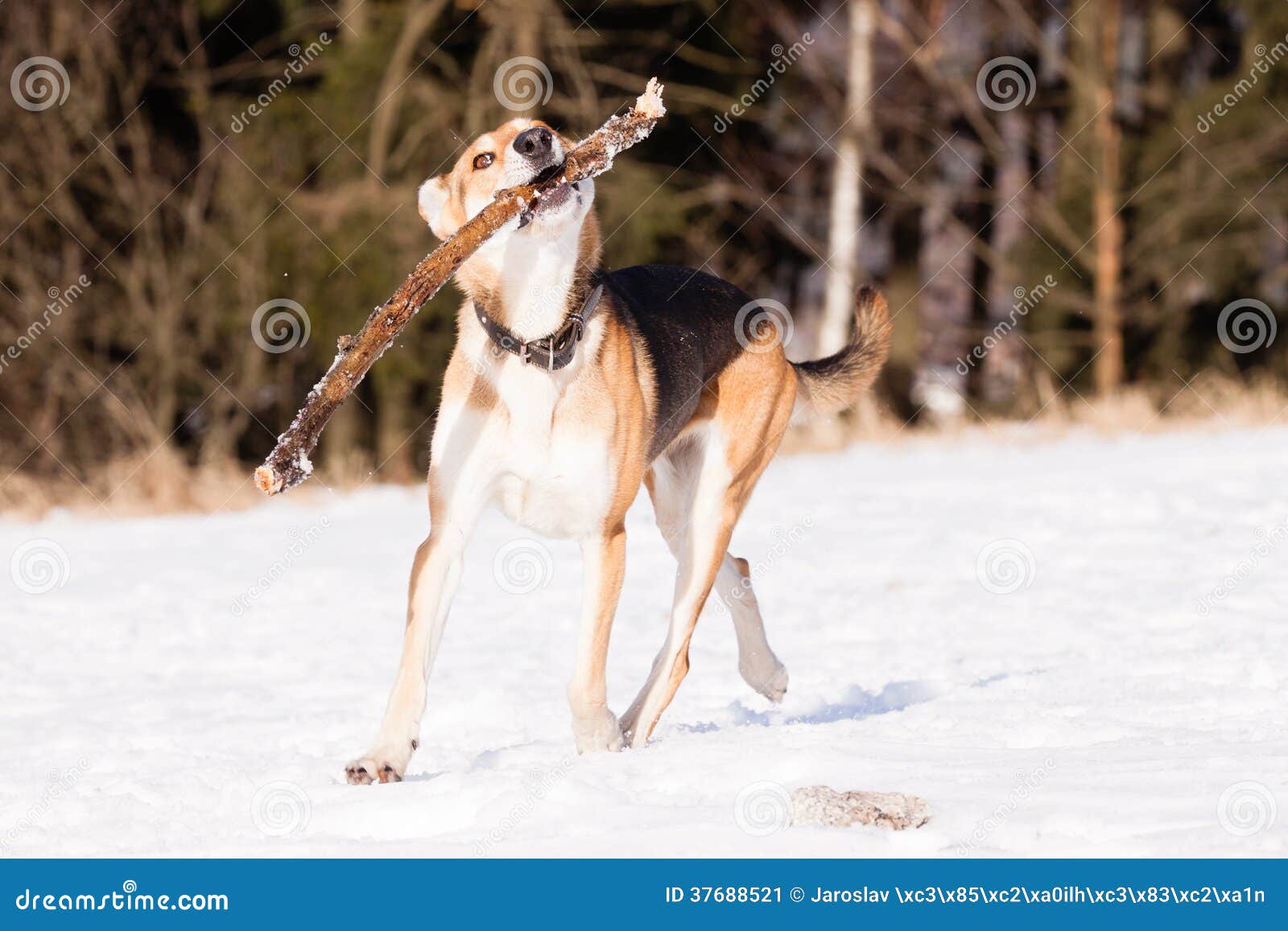 Mutt of Greyhound and German Shepherd Stock Image - Image of energy ...