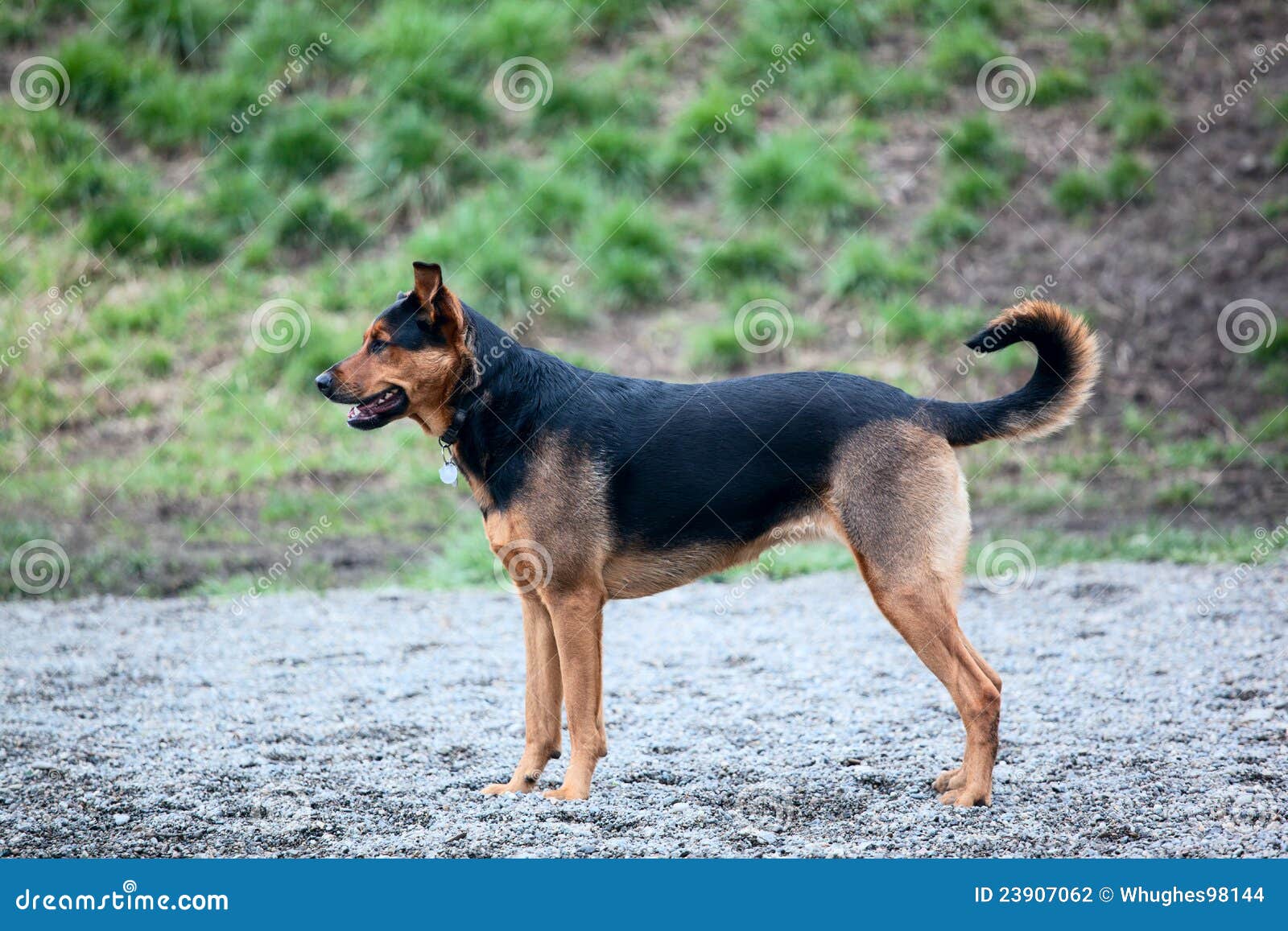 A mutt hound ready to play stock photo. Image of play - 23907062