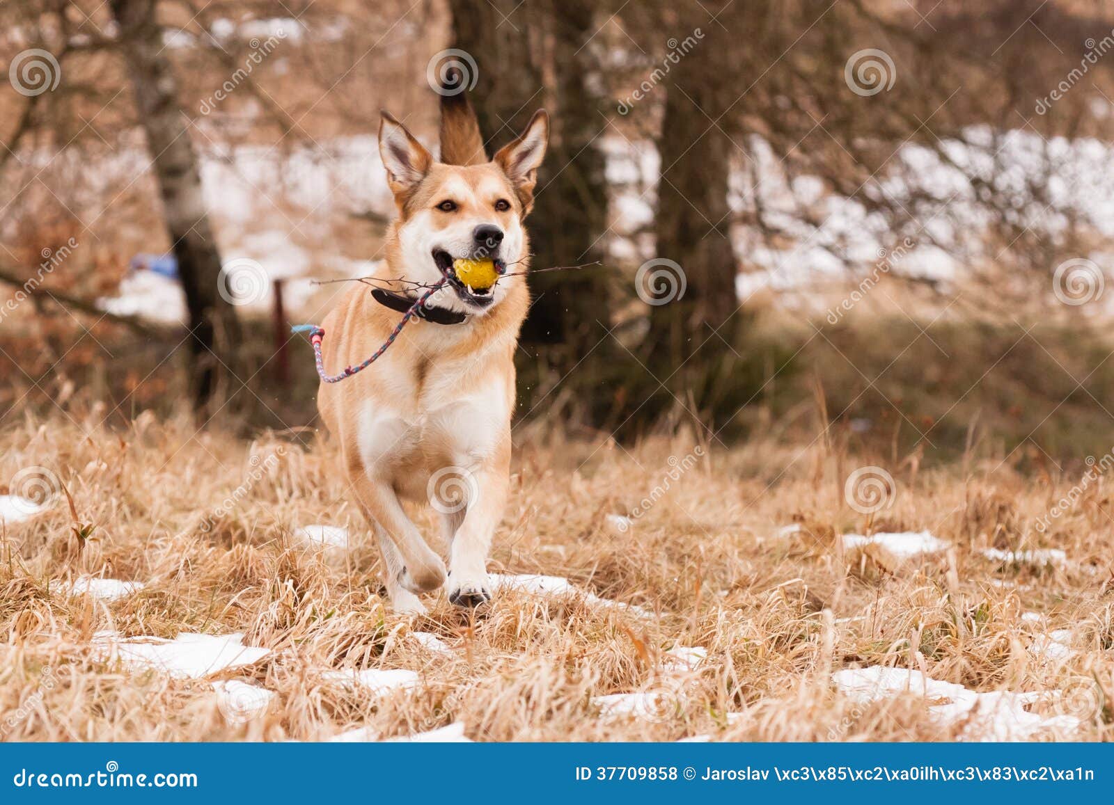 Mutt of Labrador and German Shepherd Stock Photo - Image of collar ...