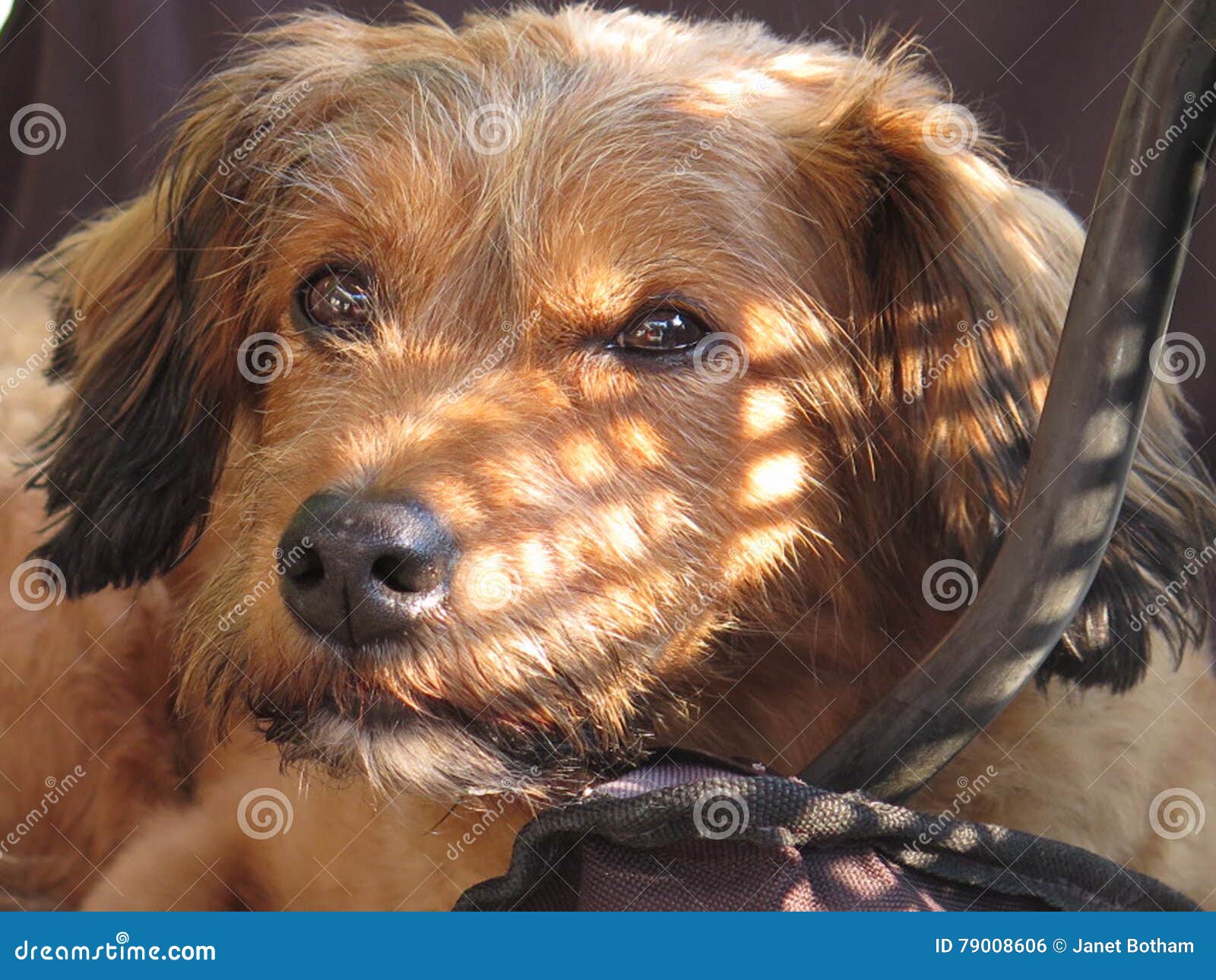 Mutt stock photo. Image of beautiful, little, cute, small - 79008606