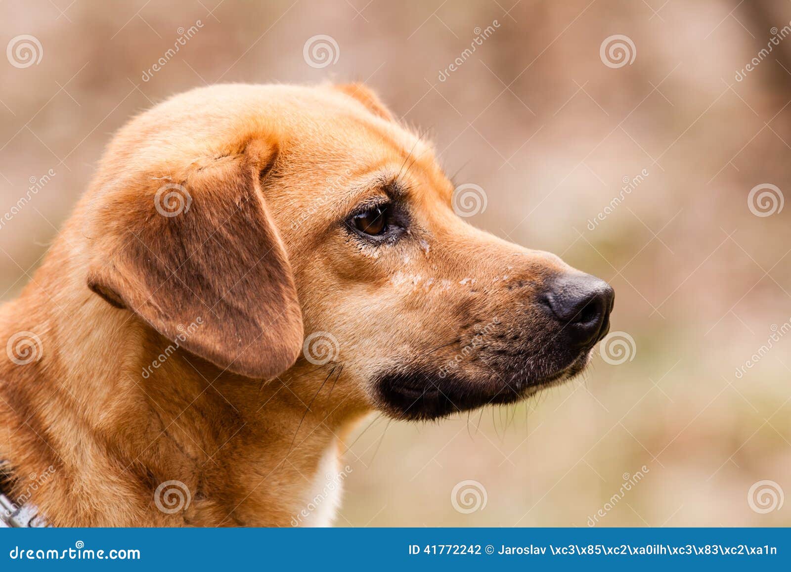 Mutt Rhodesian ridgeback stock photo. Image of green - 41772242