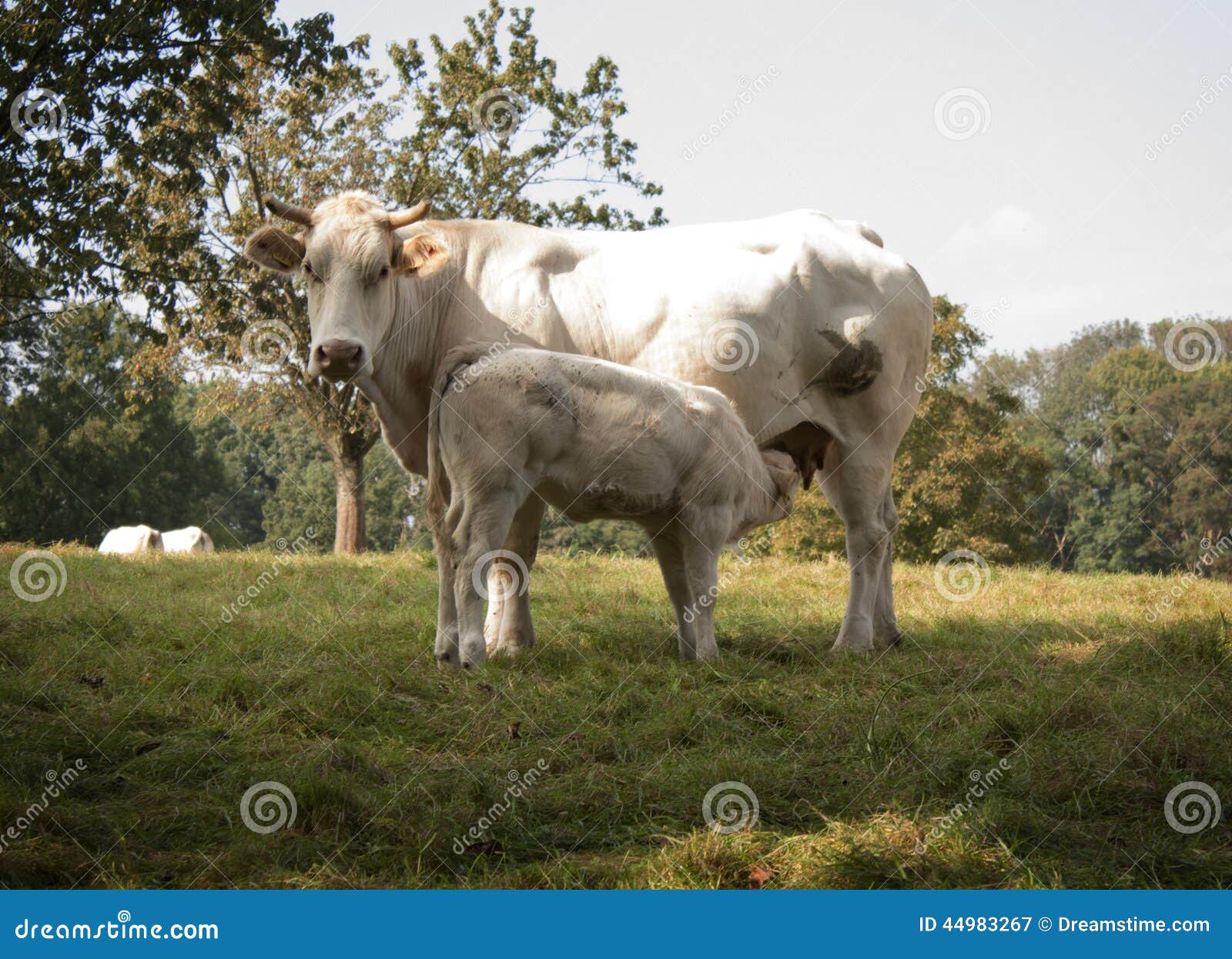Mutter-Kuh und Kalb stockbild. Bild von feld, mutter - 44983267