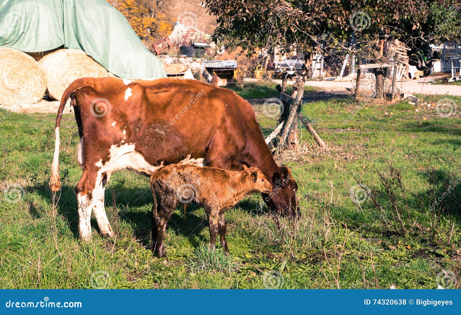 Mutter-Kuh und Kalb stockfoto. Bild von jung, nett, landwirtschaftlich ...