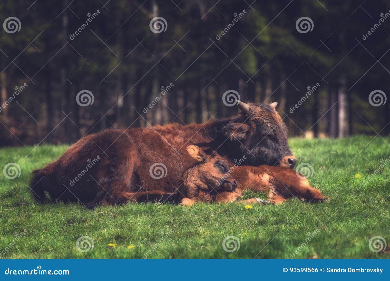 Mutter-Kuh und Kalb stockfoto. Bild von stier, vieh, tier - 93599566