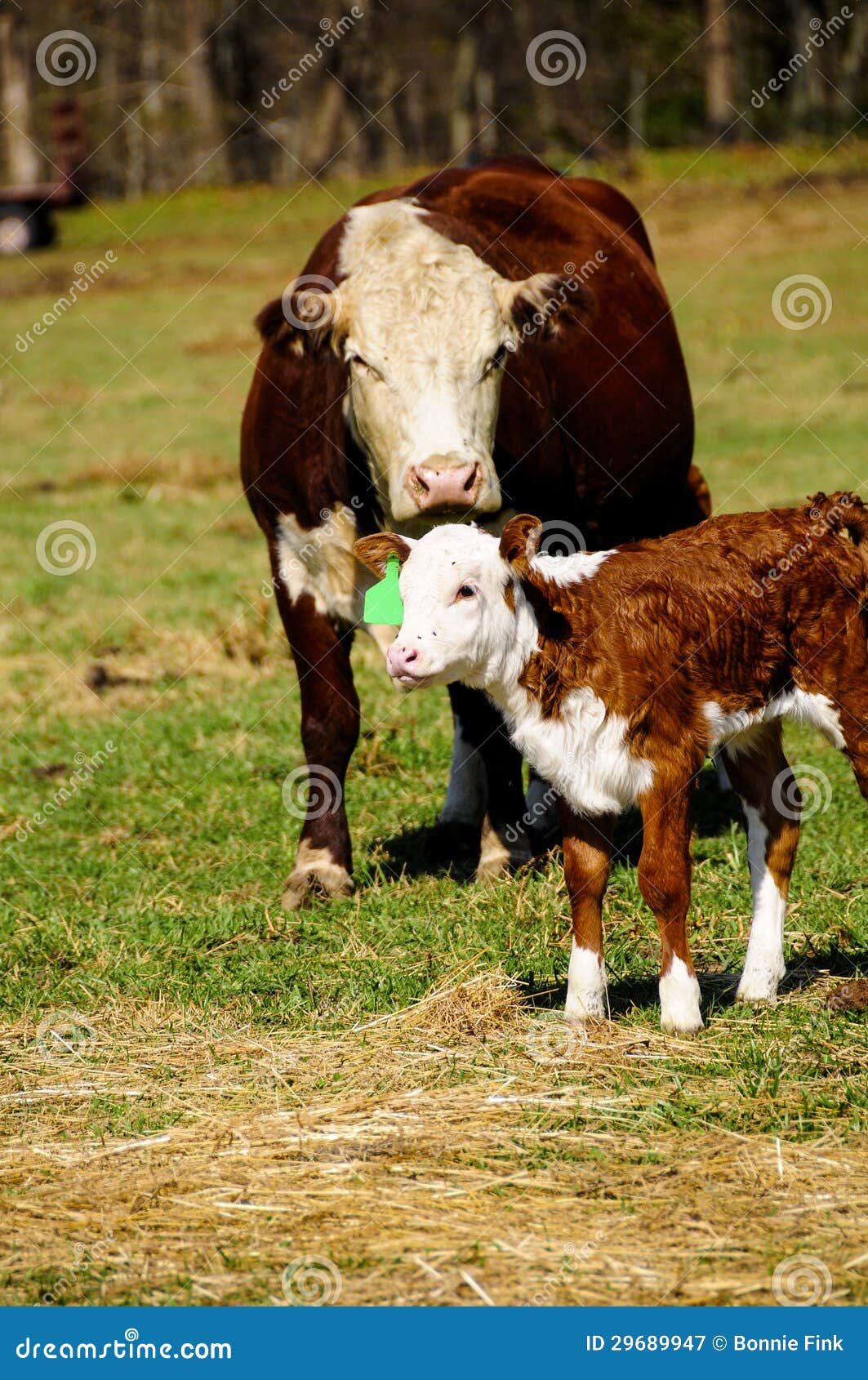 Mutter-Kuh Und Kalb in Einer Wiese Stockbild - Bild von stier, grün ...