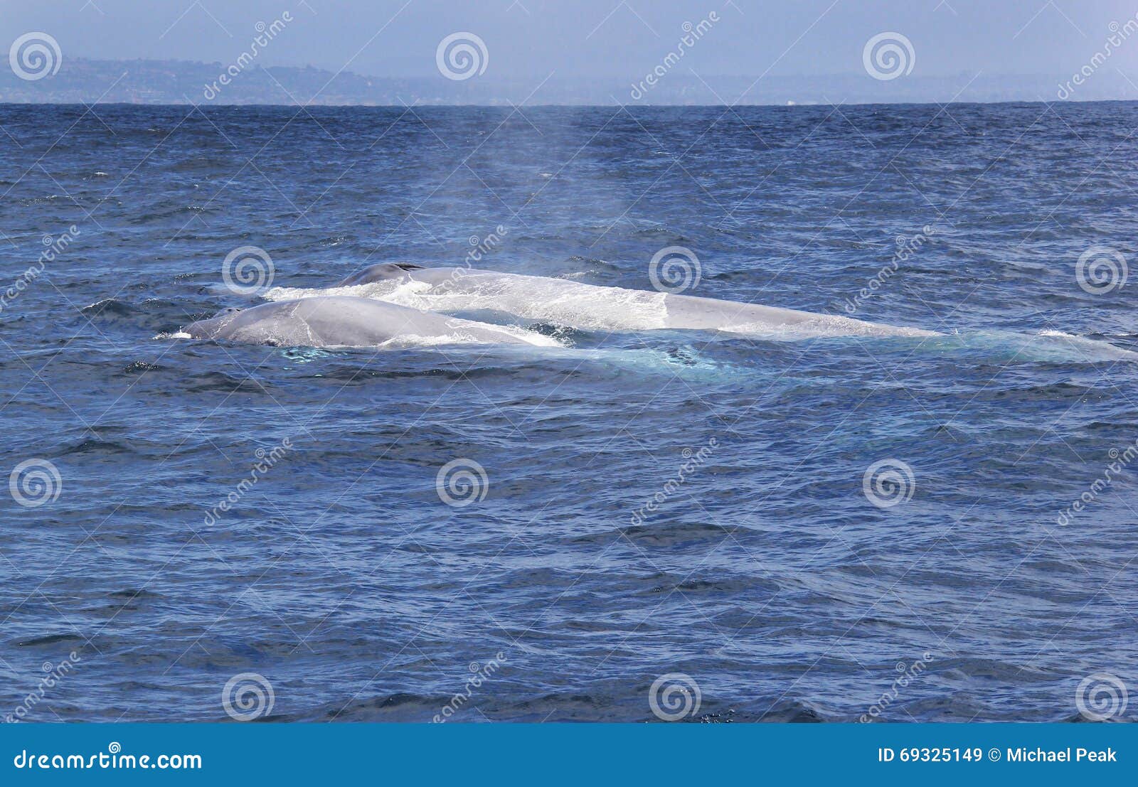 Mutter-und Baby-Blauwale stockbild. Bild von wild, wildnis - 69325149