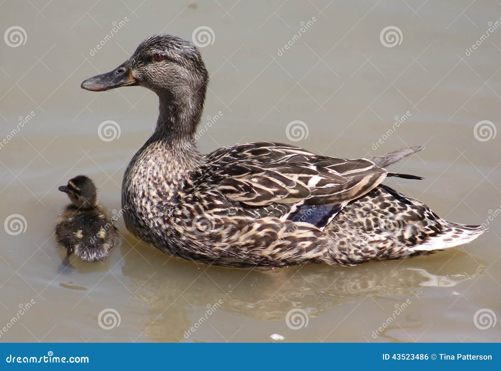 Mutter-und Baby-Ente stockfoto. Bild von bauernhof, wildnis - 43523486