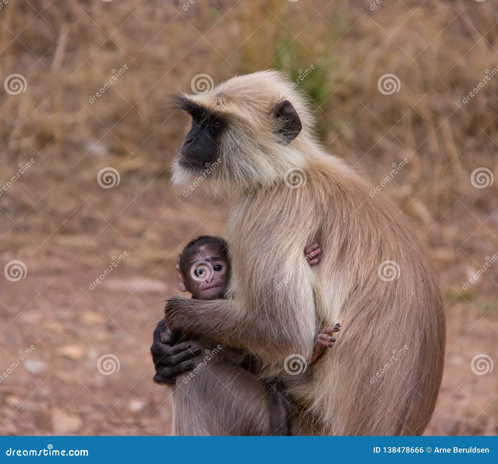 Mutter Und Baby Langur-Affe Im Wilden Stockfoto - Bild von wildnis ...