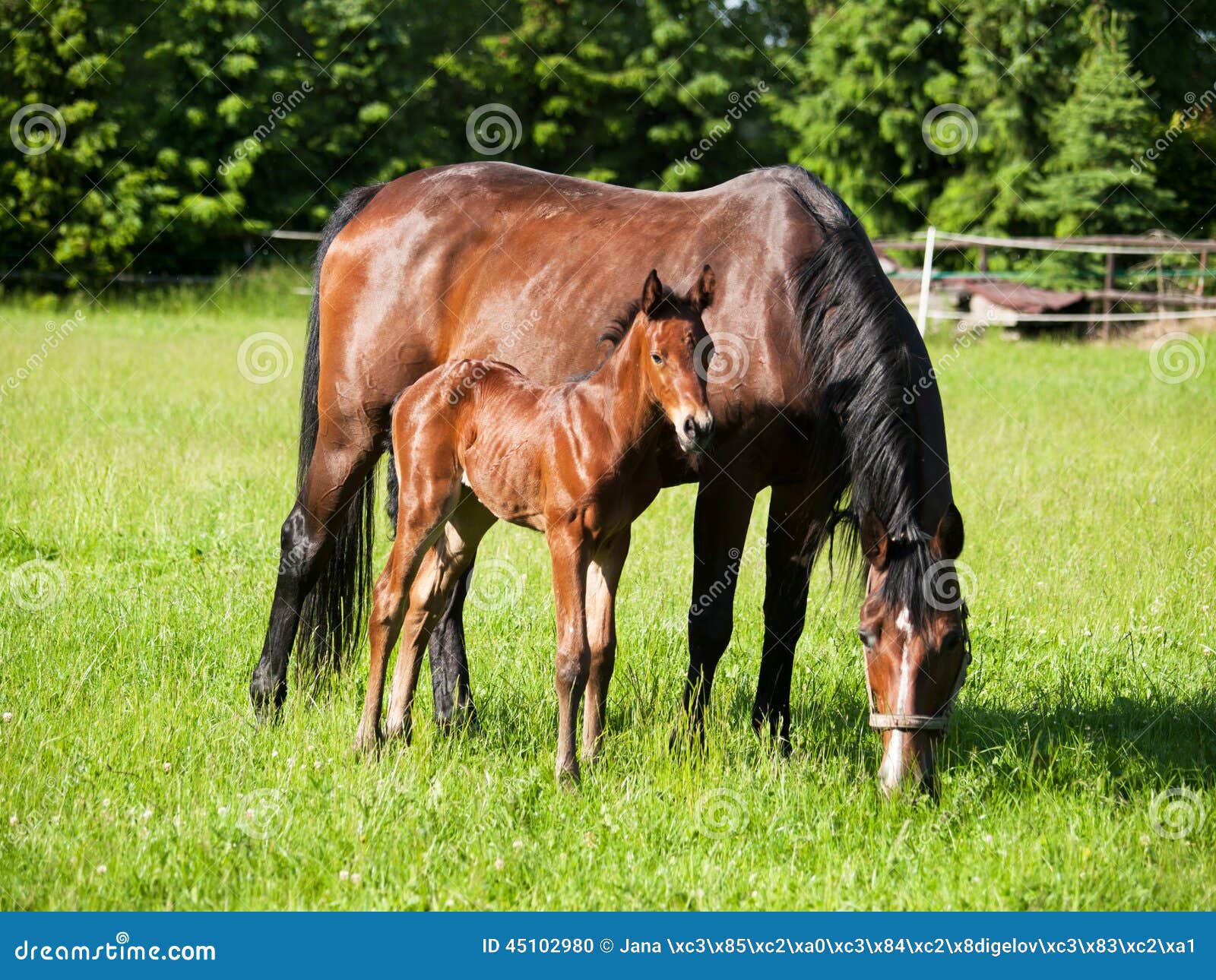 Mutter- Und Babypferd Auf Wiese Stockfoto - Bild von saugen, schätzchen ...