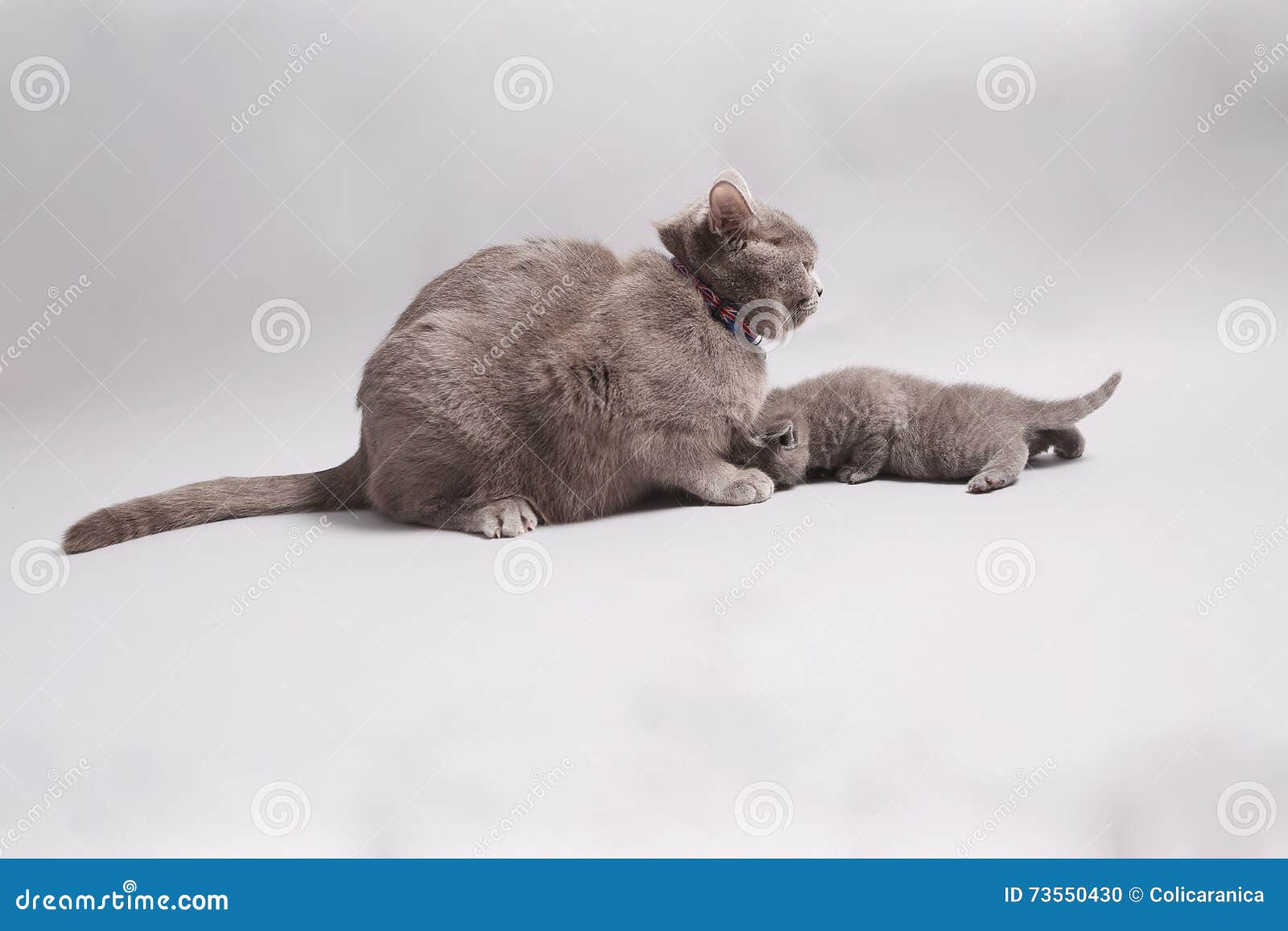 Mutterkatze mit ihrem Baby stockfoto. Bild von getragen - 73550430