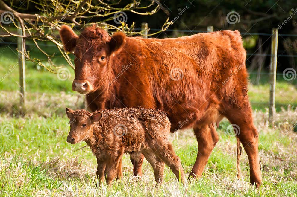 Mutterkuh mit neuem Kalb stockfoto. Bild von landwirtschaft - 26074378