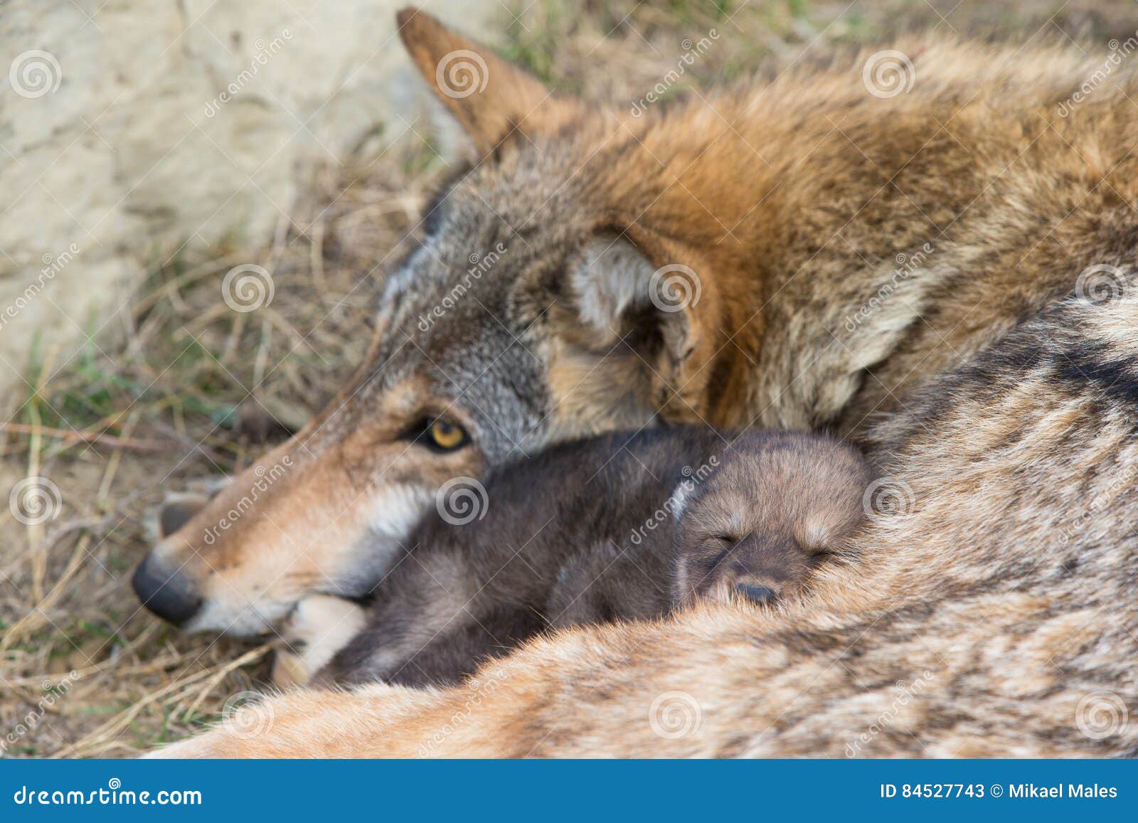 Mutterliebe Des Timberwolfs Stockbild - Bild von muttertiere, elterlich ...