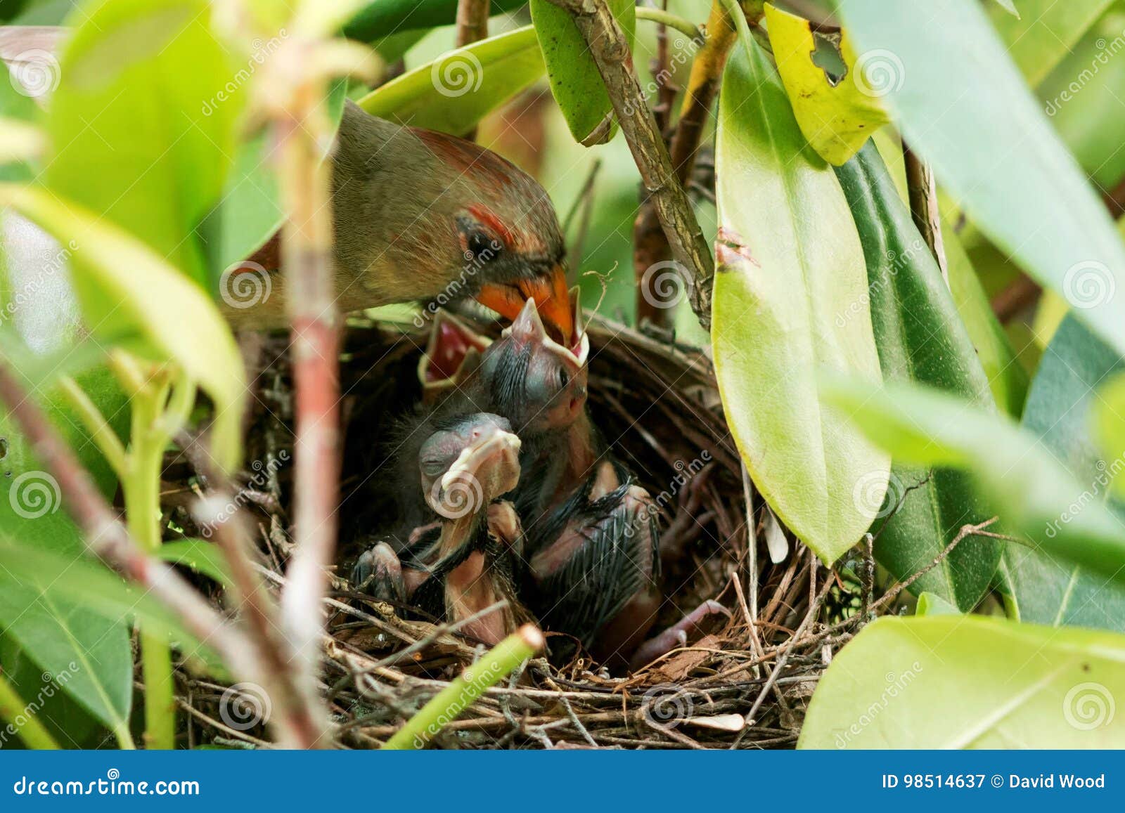 Muttervogel, Der Ihre Junge Einzieht Stockbild - Bild von umgebung ...