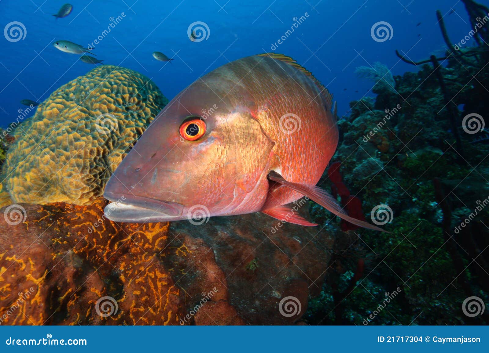 Mutton Snapper stock photo. Image of diving, coral, underwater - 21717304