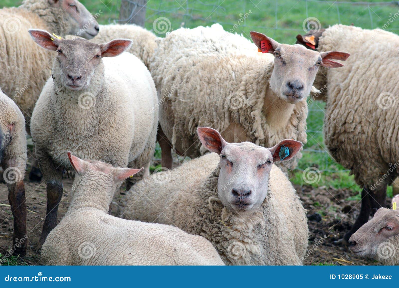 Muttons stock image. Image of farm, agriculture, white - 1028905