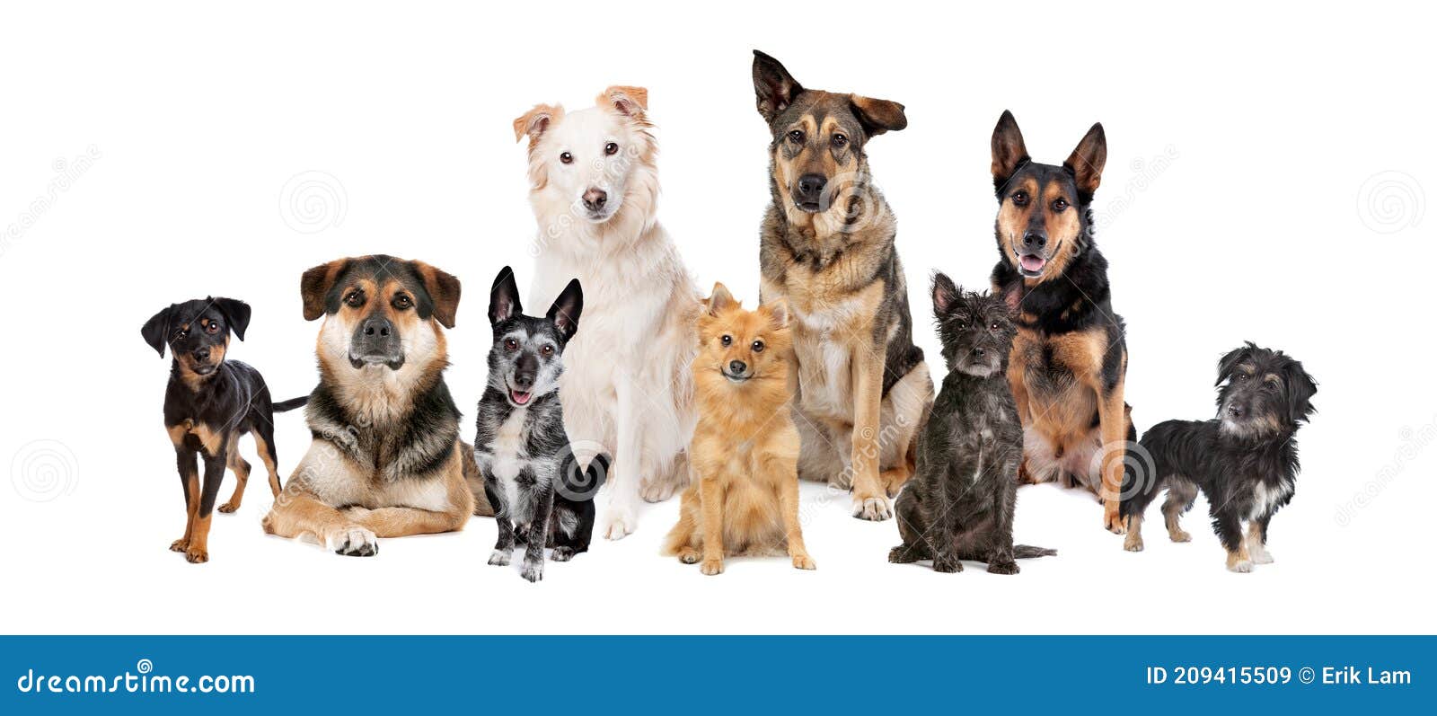 Group of Nine Mixed Breed Dogs Stock Image - Image of nine, billboard ...