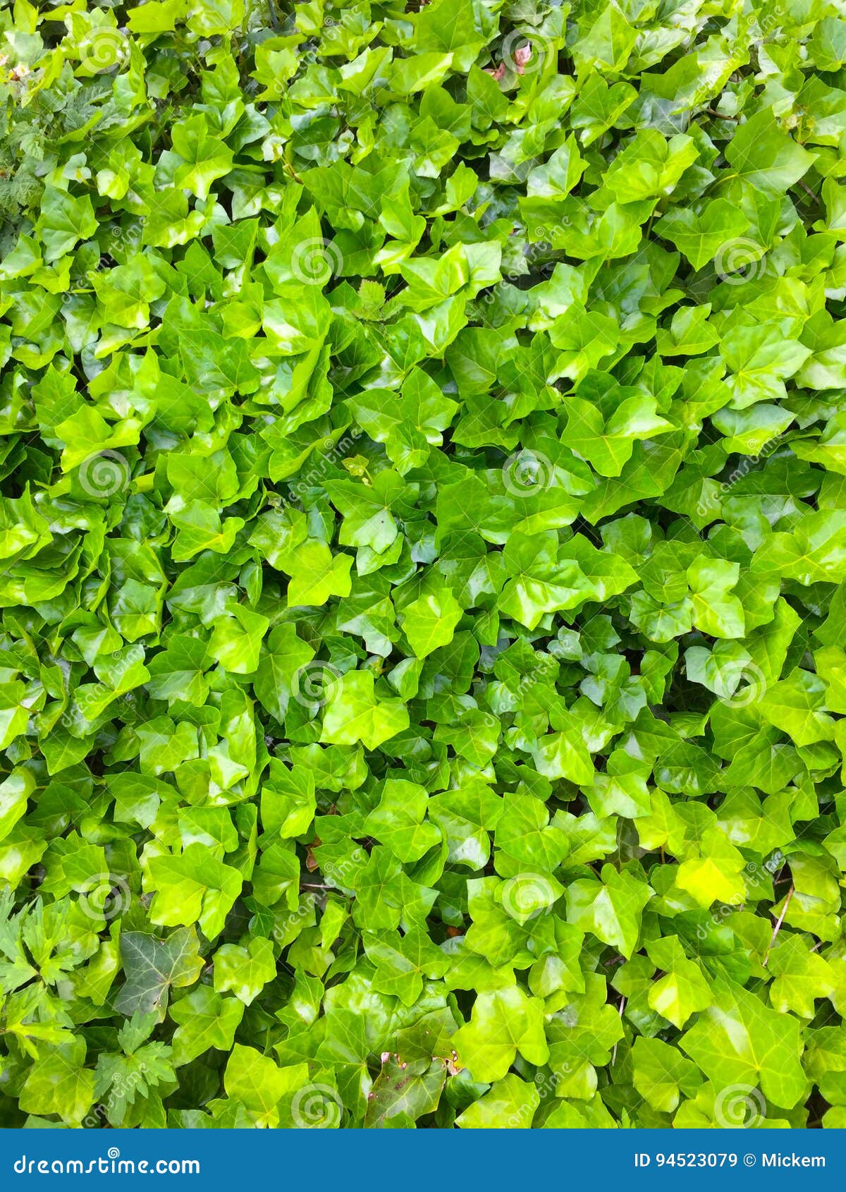 Muur van Klimop stock afbeelding. Image of vergankelijk - 94523079