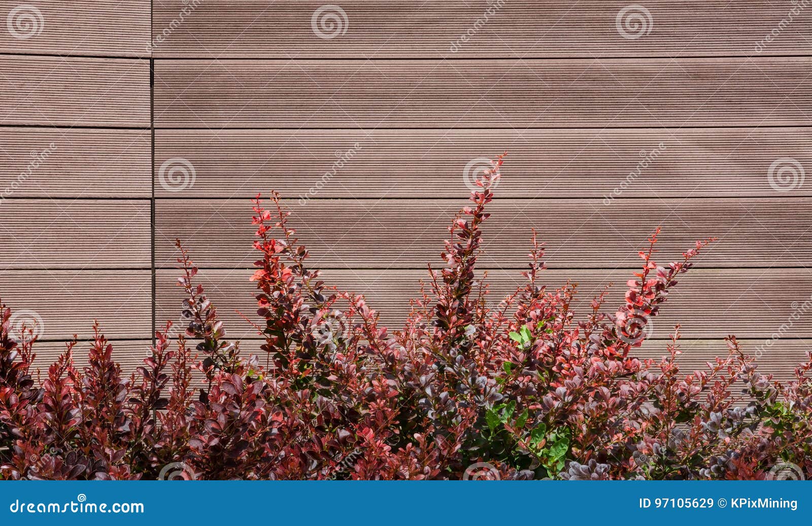 Muur Van Panelen Met Rode Struik Stock Afbeelding - Image of struik ...