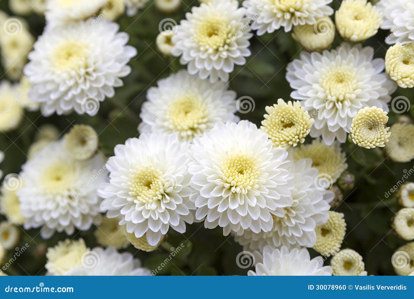 Crisantemos blancos foto de archivo. Imagen de momias - 30078960