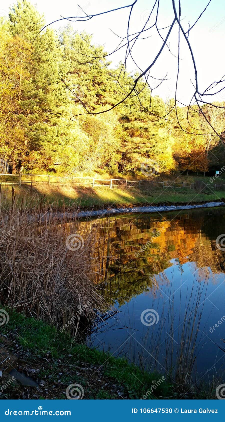 Muy lago y bosque soleado foto de archivo. Imagen de lago - 106647530