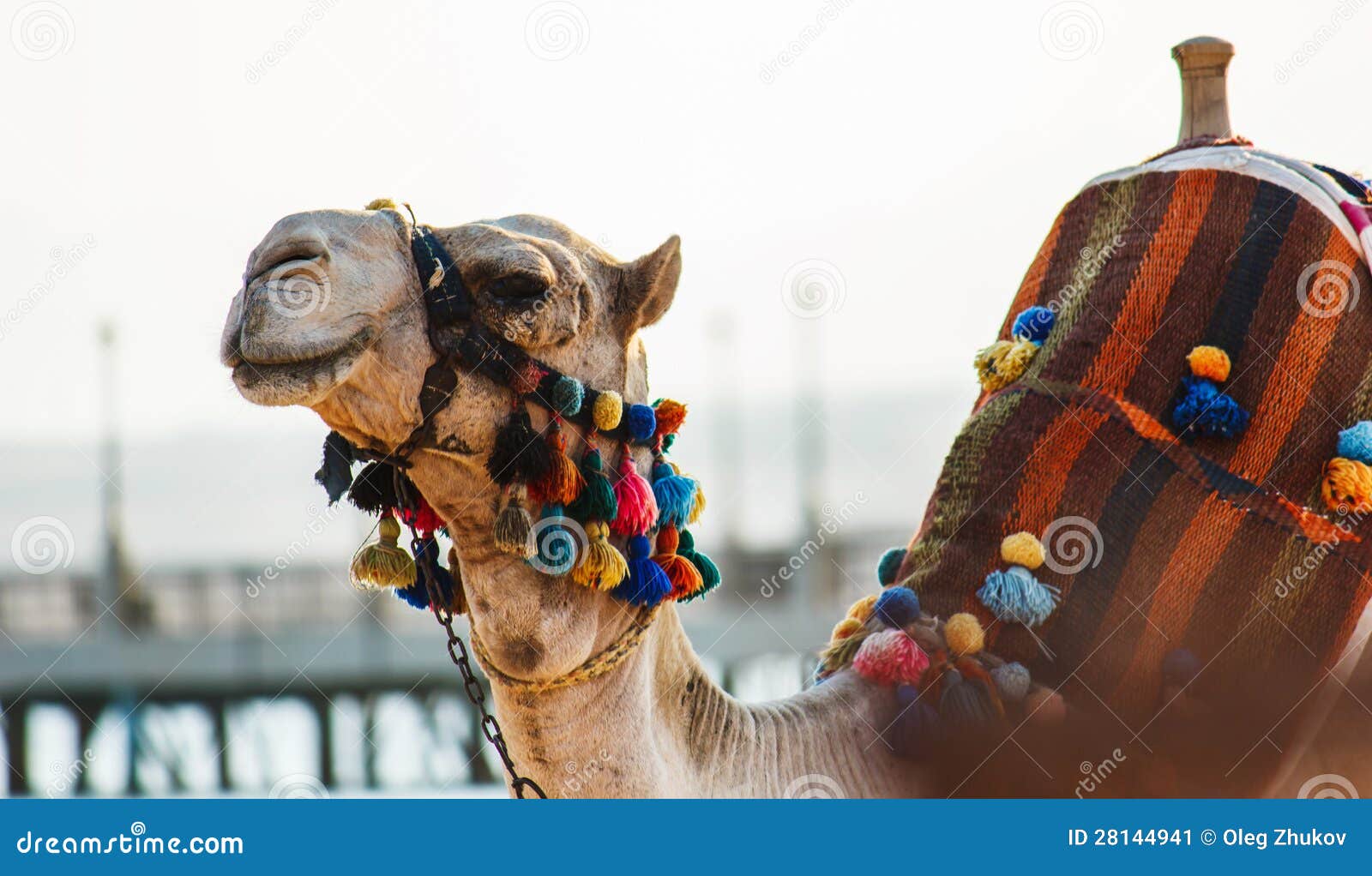 The Muzzle of the African Camel Stock Image - Image of eastern, bedouin ...
