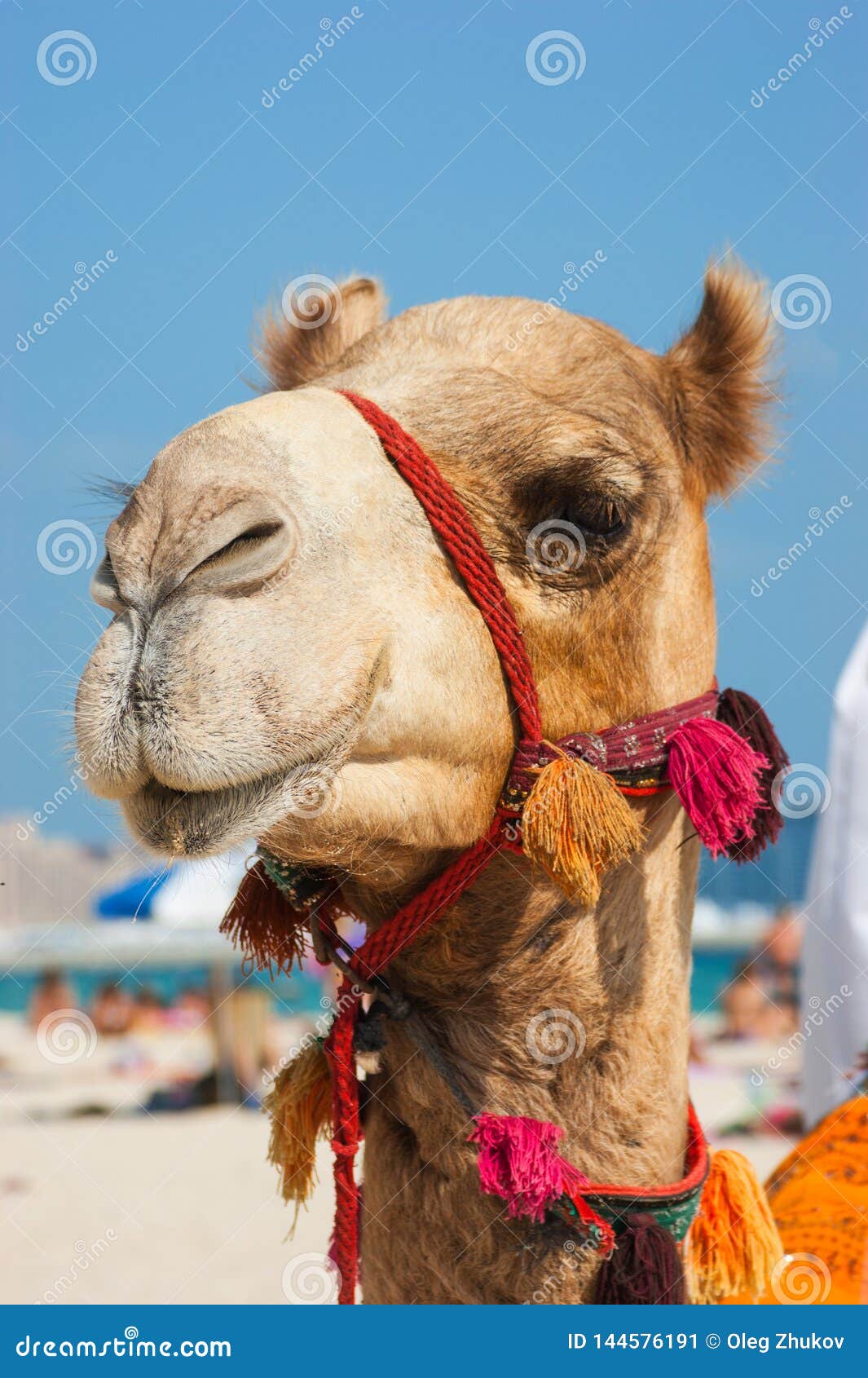 The Muzzle of the African Camel Stock Image - Image of asia, eastern ...