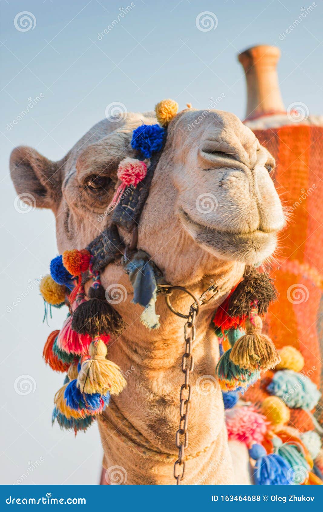 The Muzzle of the African Camel Stock Photo - Image of livestock ...