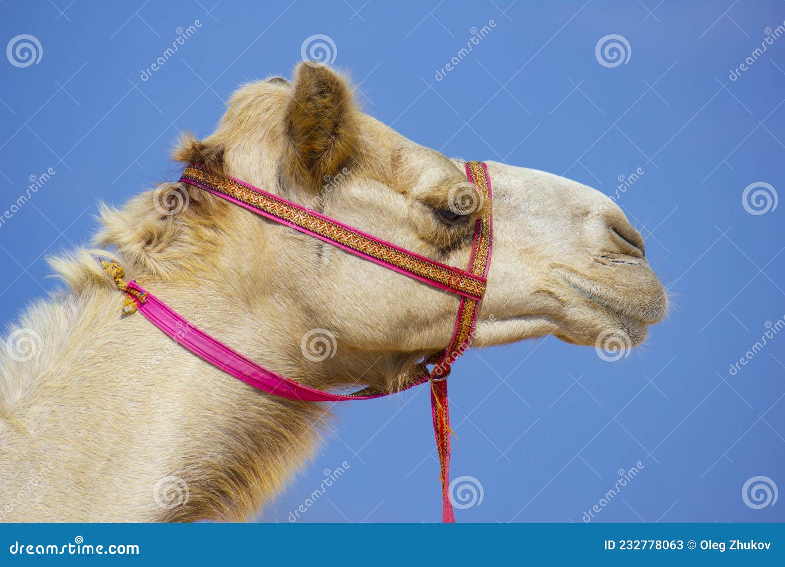 The Muzzle of the African Camel Stock Image - Image of eastern, ride ...