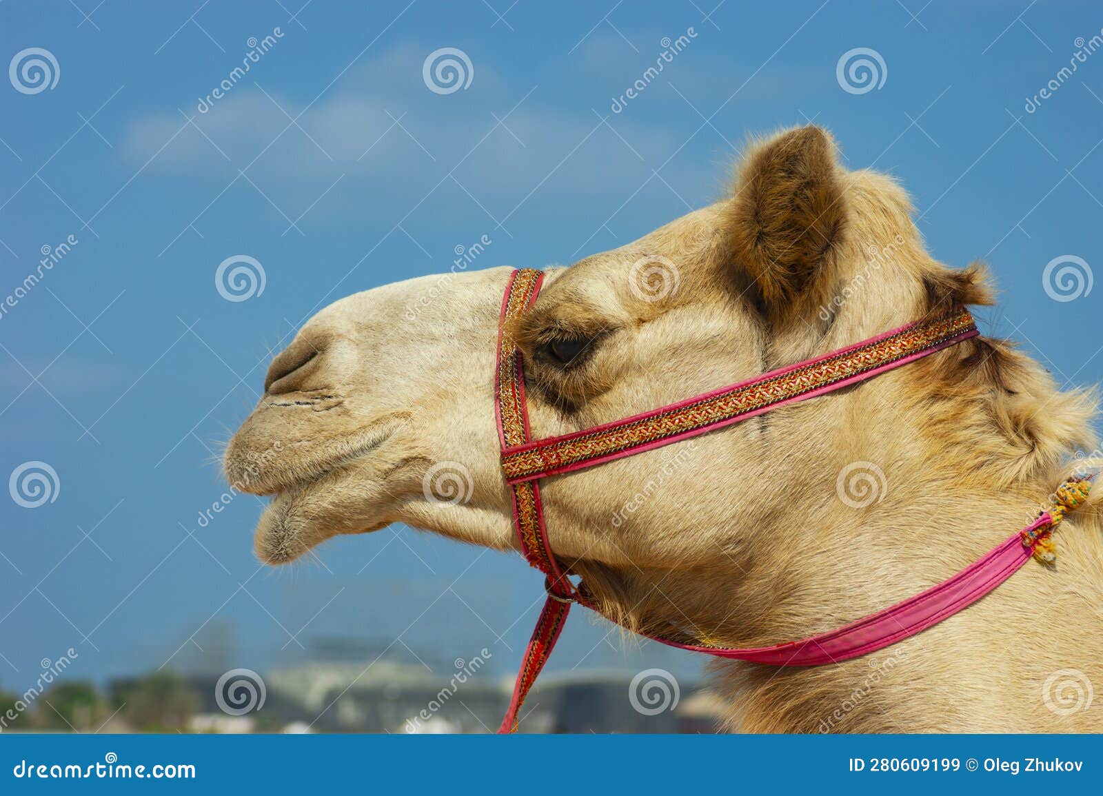 The Muzzle of the African Camel Stock Image - Image of mammal, travel ...