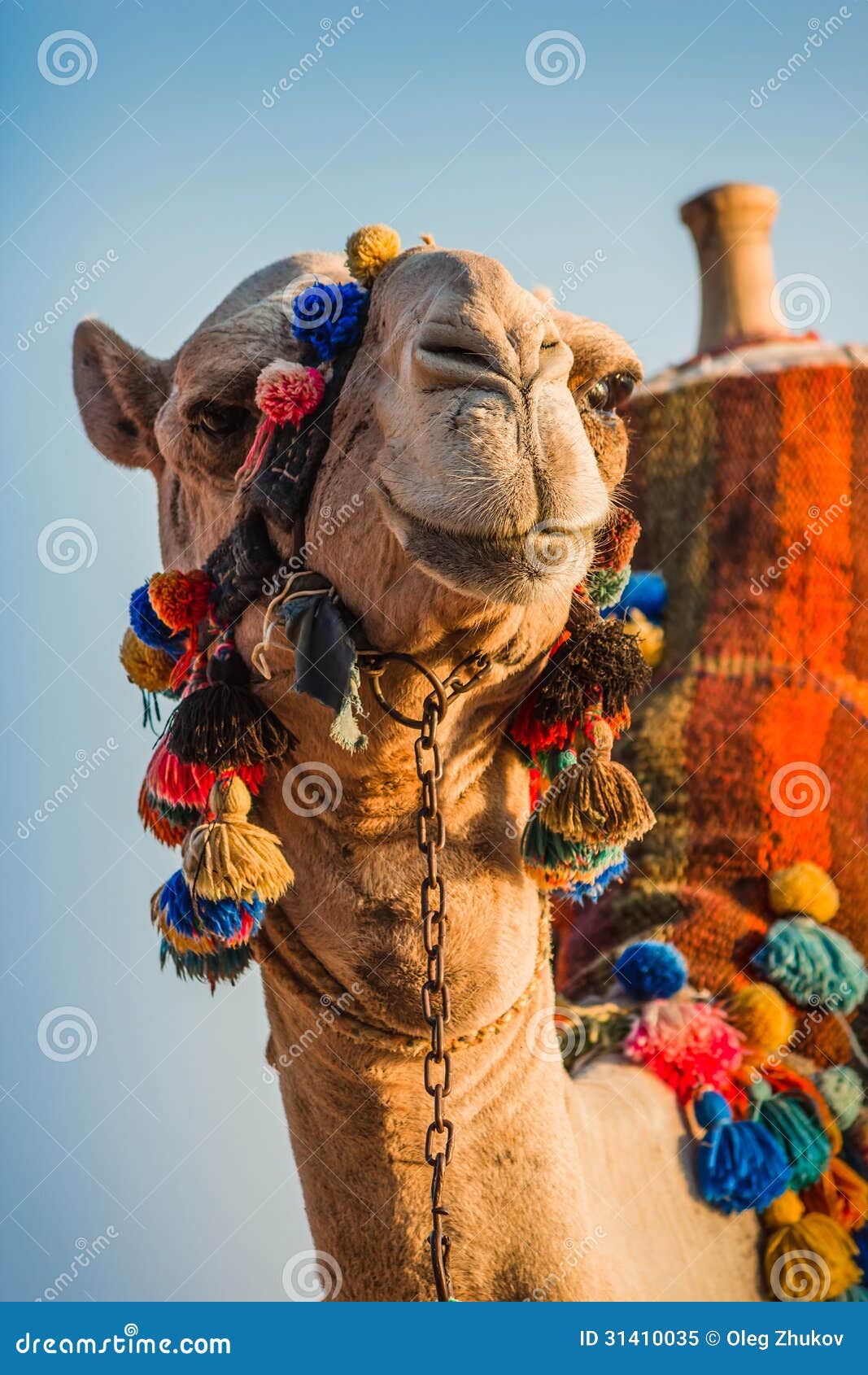 The Muzzle of the African Camel Stock Image - Image of muzzle, persian ...