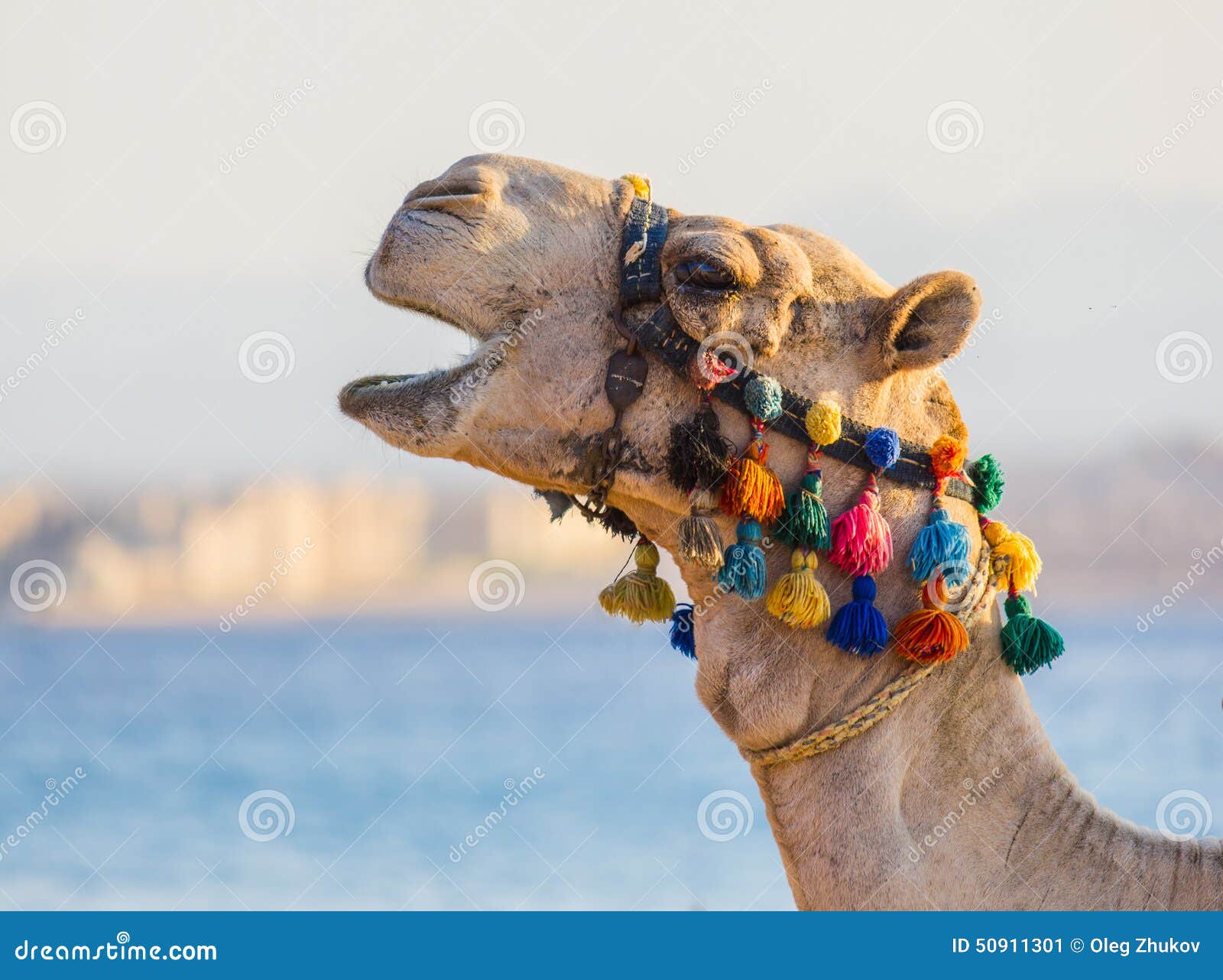 The Muzzle of the African Camel Stock Image - Image of riding ...