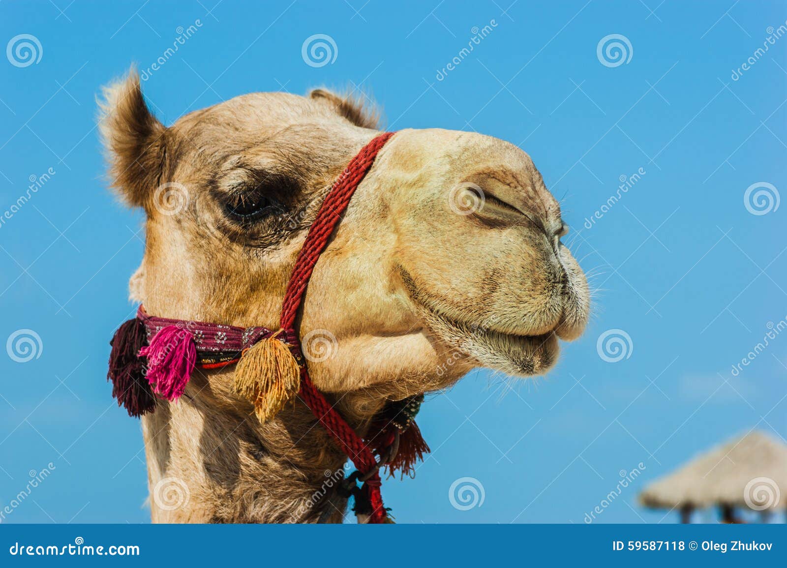 The Muzzle of the African Camel Stock Photo - Image of arab, outdoors ...