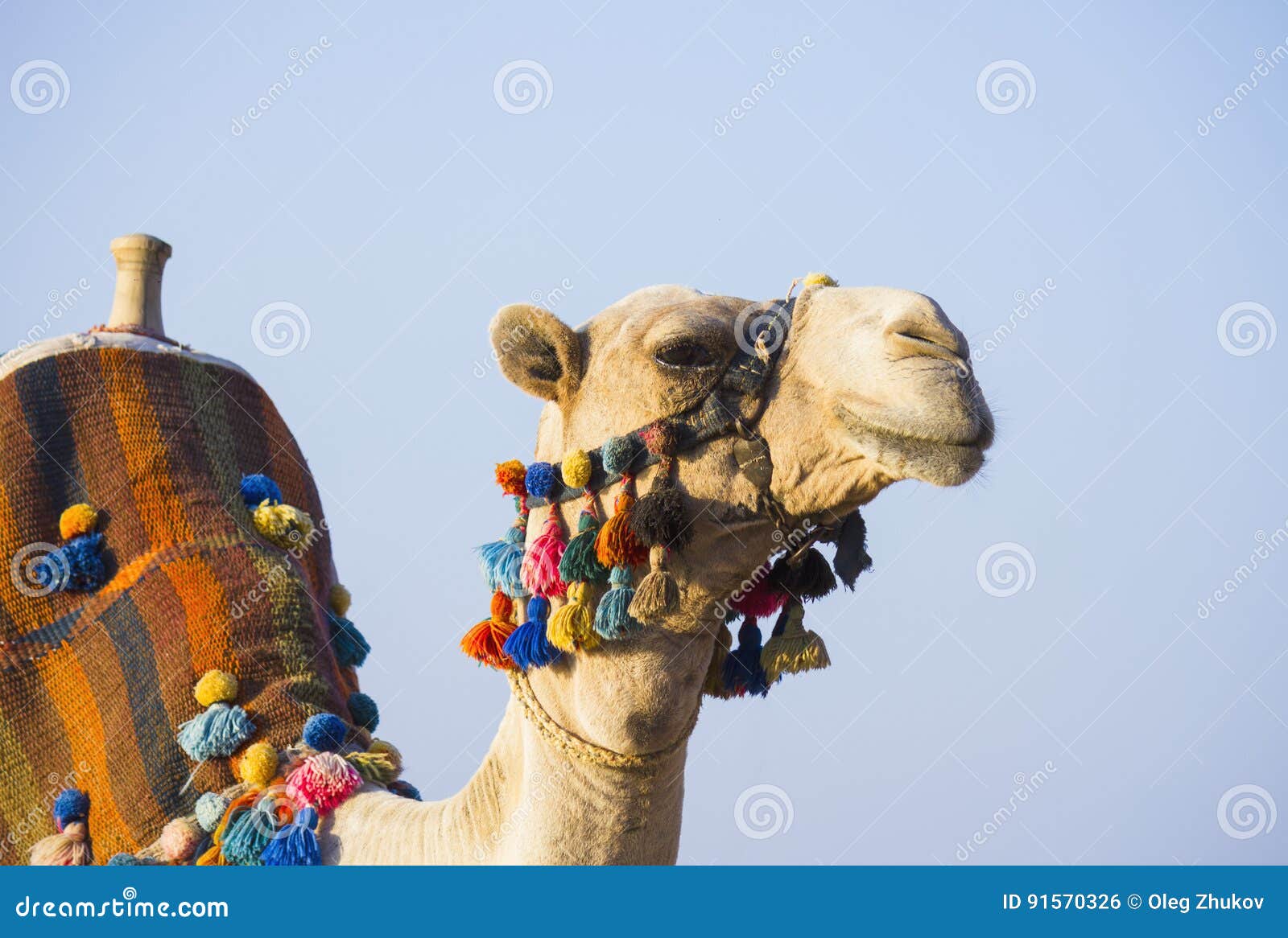 The Muzzle of the African Camel Stock Photo - Image of eastern, hump ...
