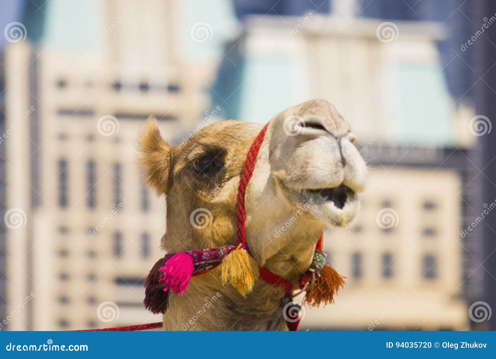The Muzzle of the African Camel Stock Photo - Image of arabic, outdoors ...