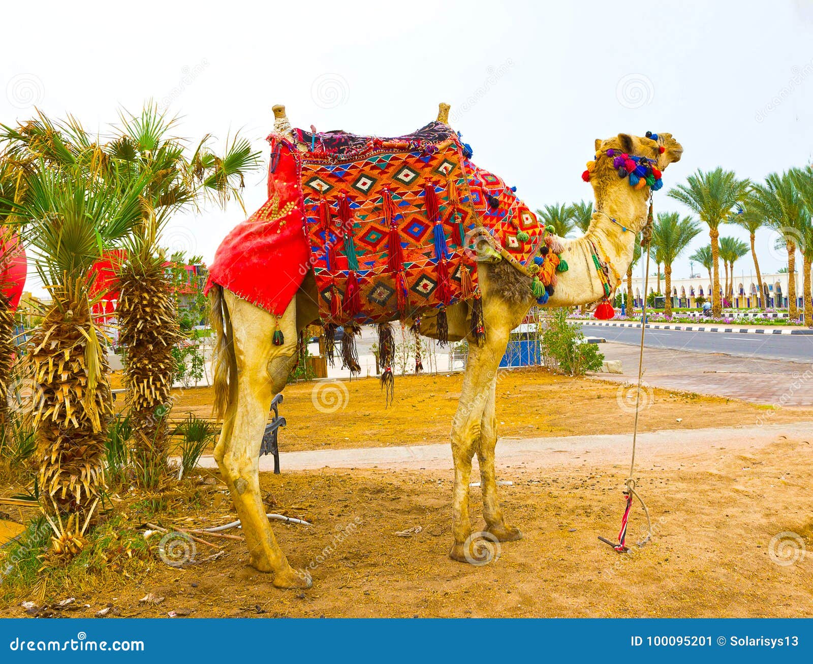 The Muzzle of the African Camel Close-up Stock Image - Image of arabian ...