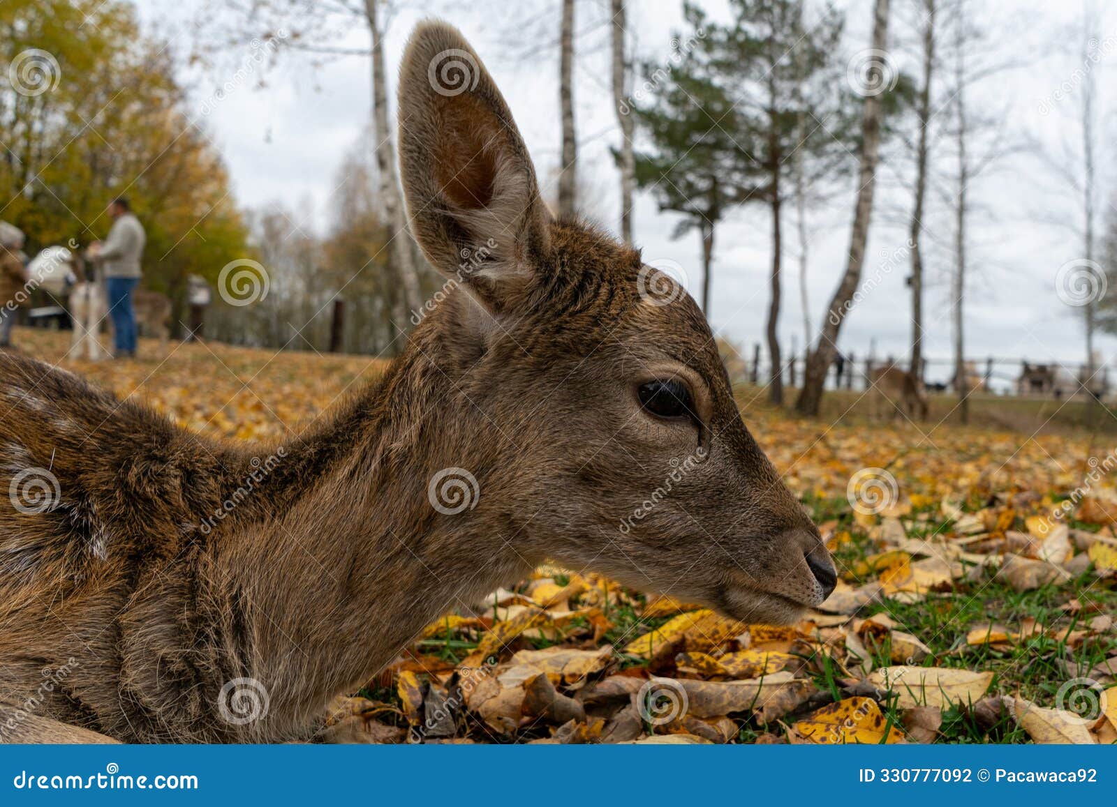 Baby Spotted Boer Goat With Lop Ears In Barn Stock Photography ...