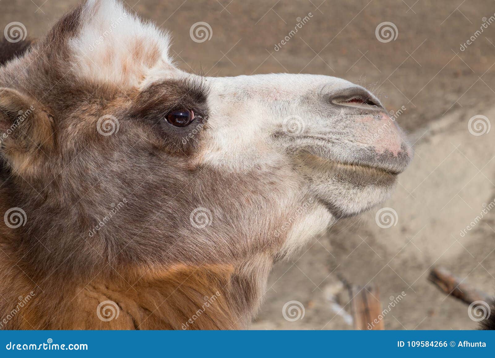 The Muzzle of a Bactrian Camel Stock Photo - Image of mammal, dromedary ...