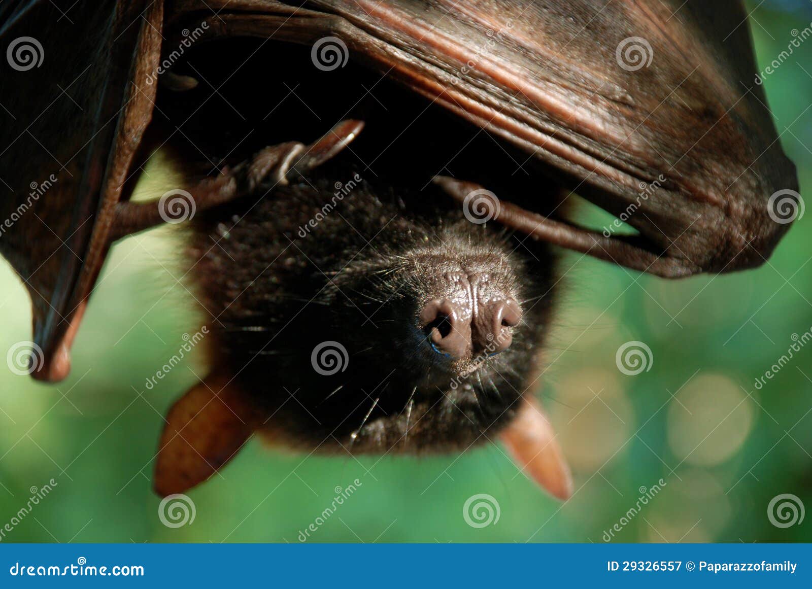 Muzzle of bat stock image. Image of fender, branch, nature - 29326557