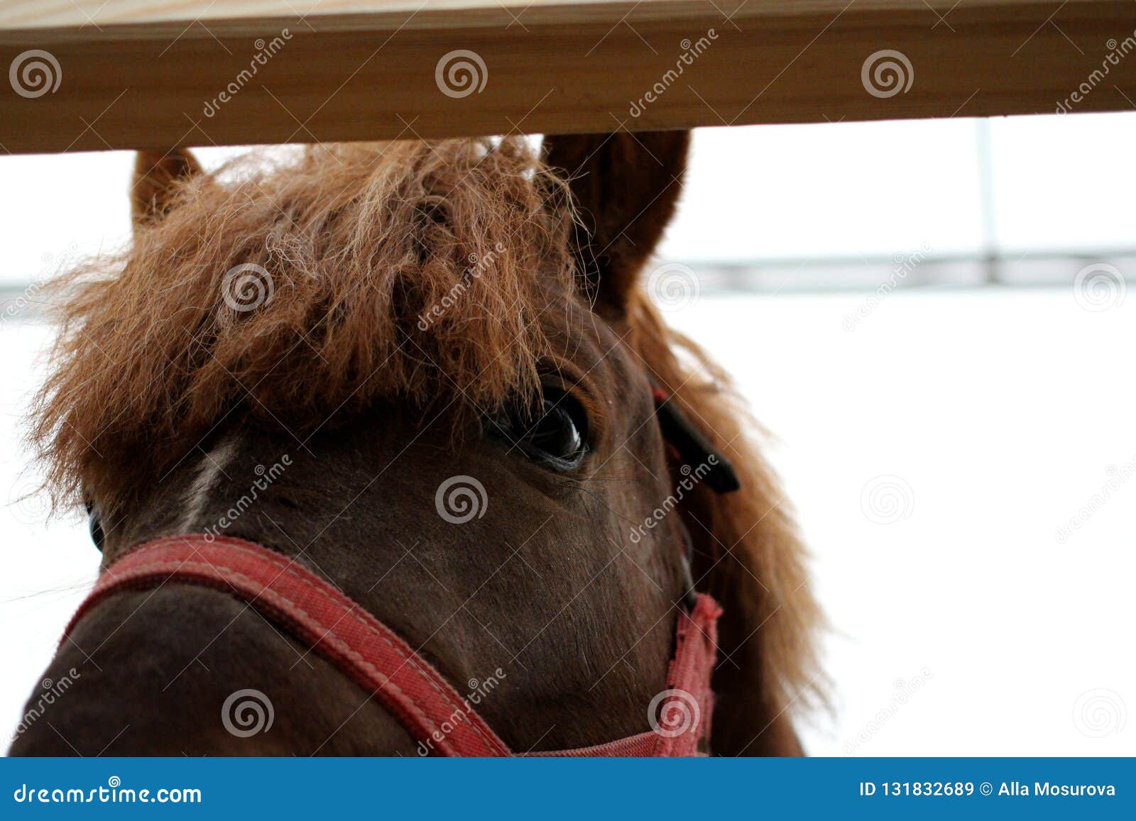 Muzzle Beautiful Horse in Red Bridle Looks Out Close Stock Image ...