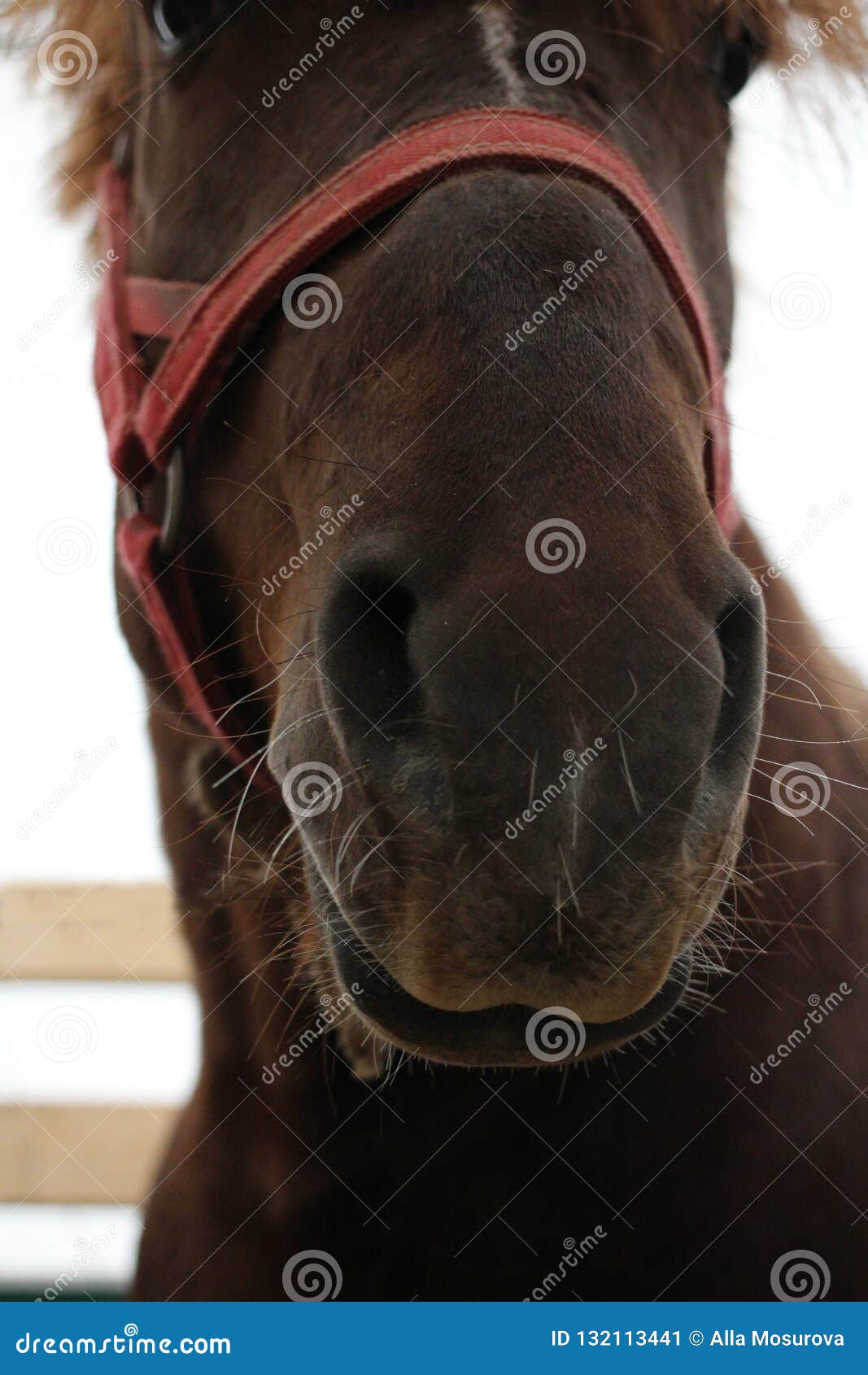 Muzzle Beautiful Horse in Red Bridle Looks Out Close Stock Image ...